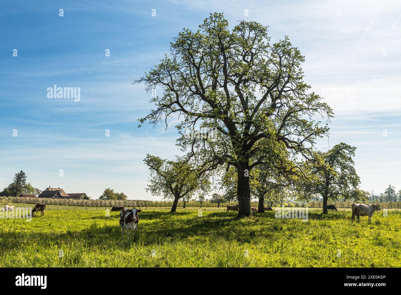 Rural landscape in the Swiss Canton of Thurgau, grazing cows in a green ...