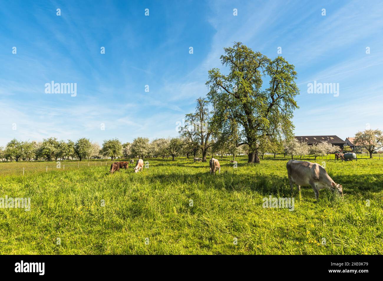 Pear trees farmhouse in spring hi-res stock photography and images - Alamy