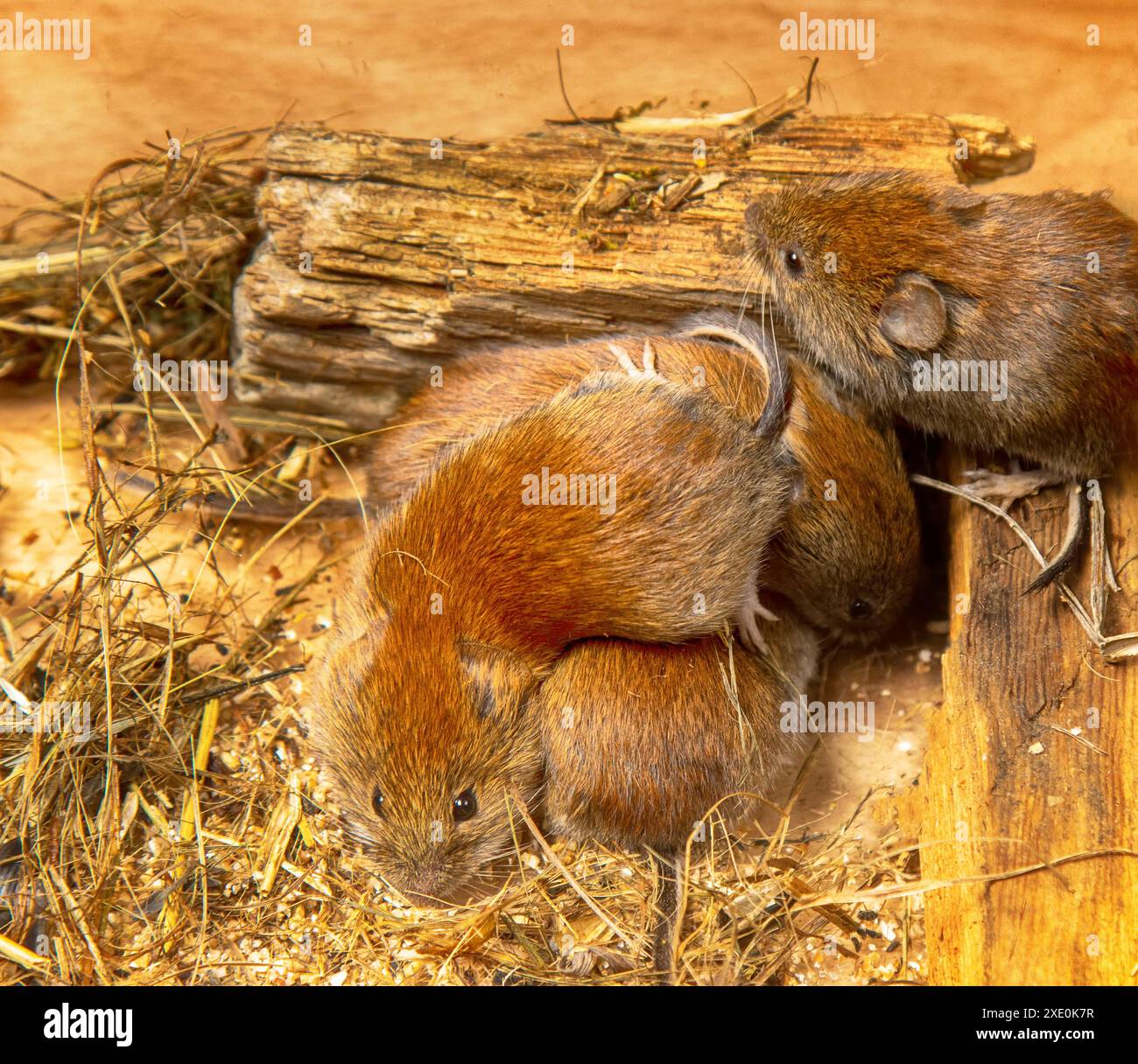 Social voles hi-res stock photography and images - Alamy
