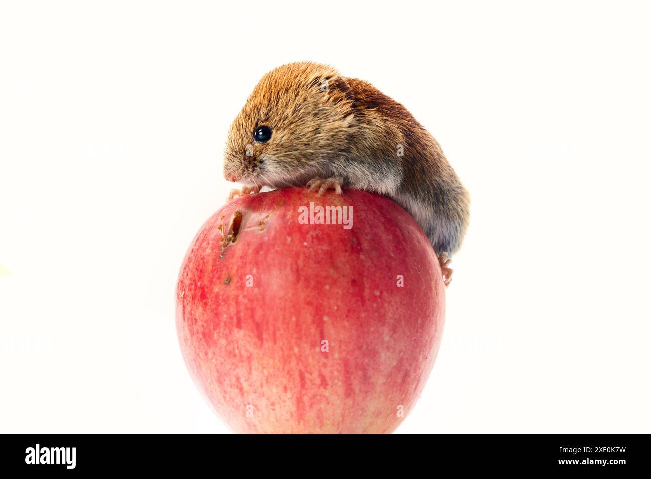 Principle of consumerism hi-res stock photography and images - Alamy