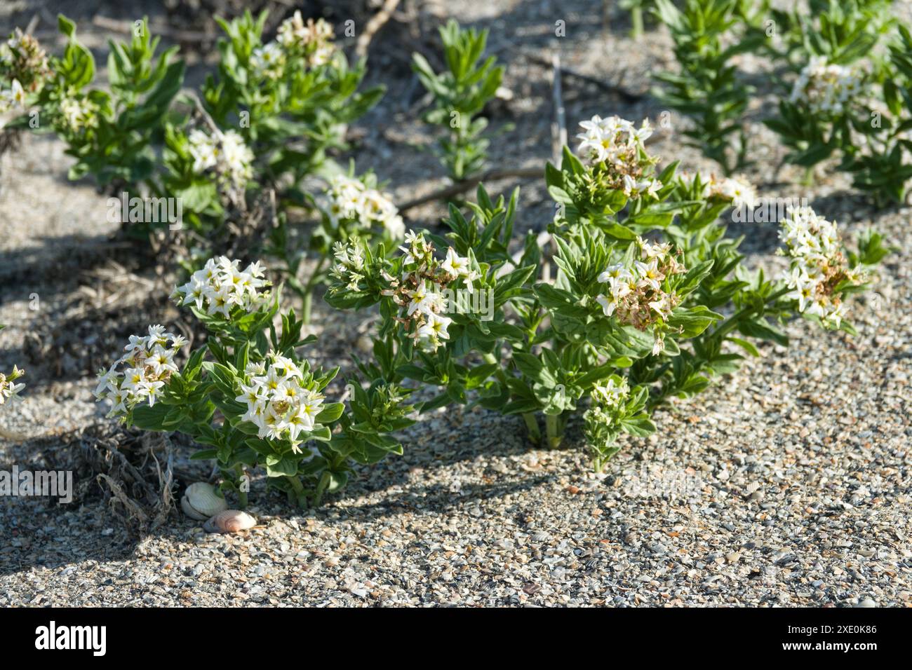 Tournefortia (Argusia sibirica) Ayahuasca Stock Photo - Alamy