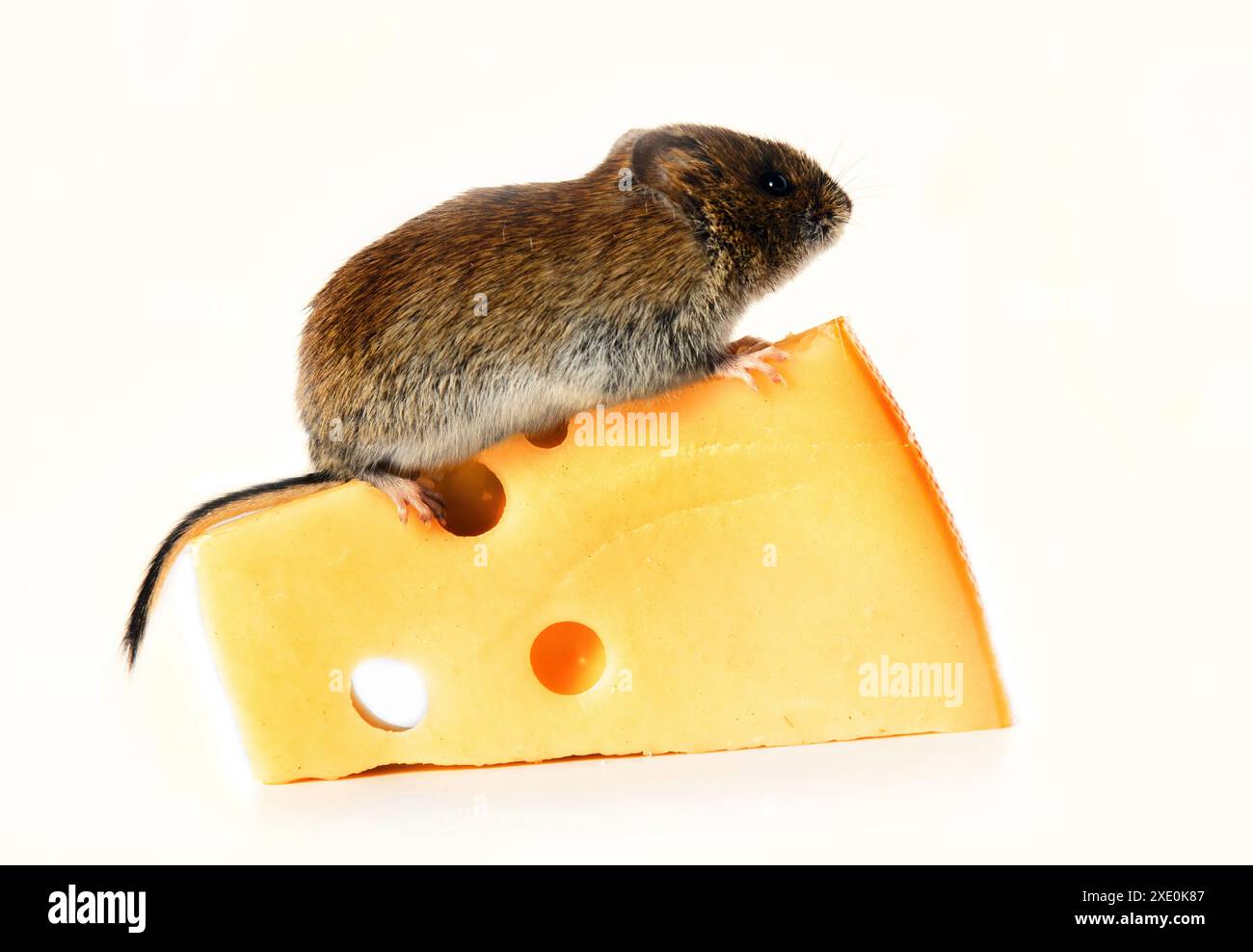 Mouse-like rodents as pests for humans. Mice and voles enter warehouses ...