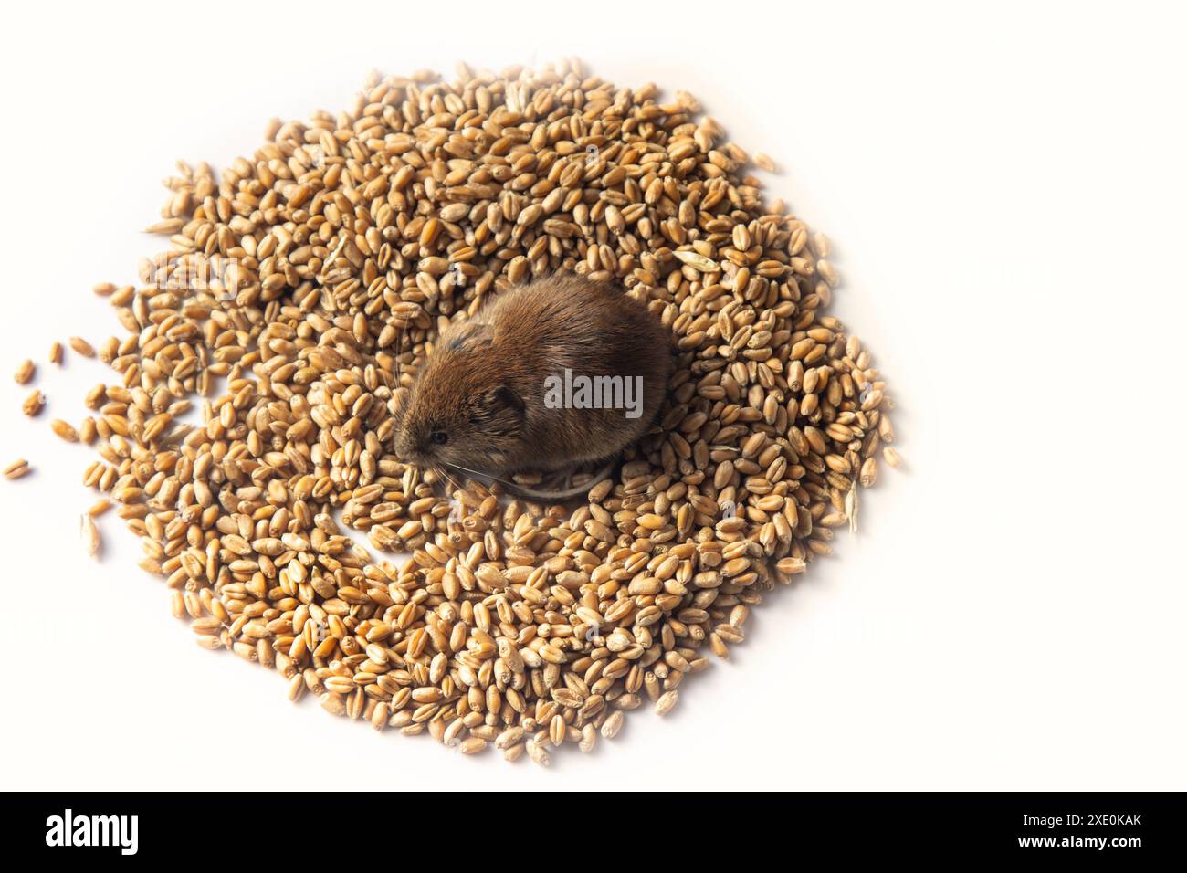 Strychnine poisoned grain hi-res stock photography and images - Alamy