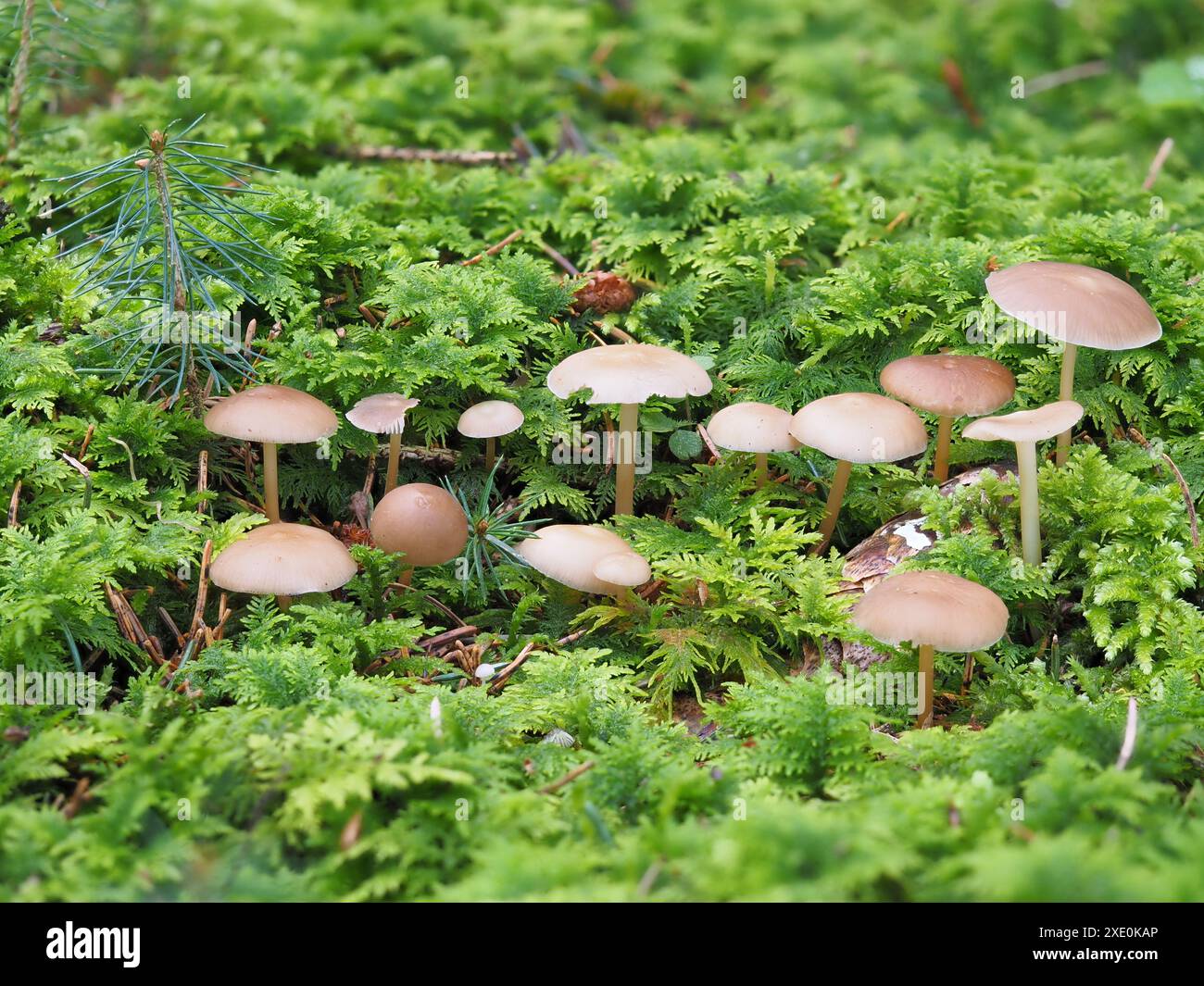 Fichtenzapfenhelming hi-res stock photography and images - Alamy