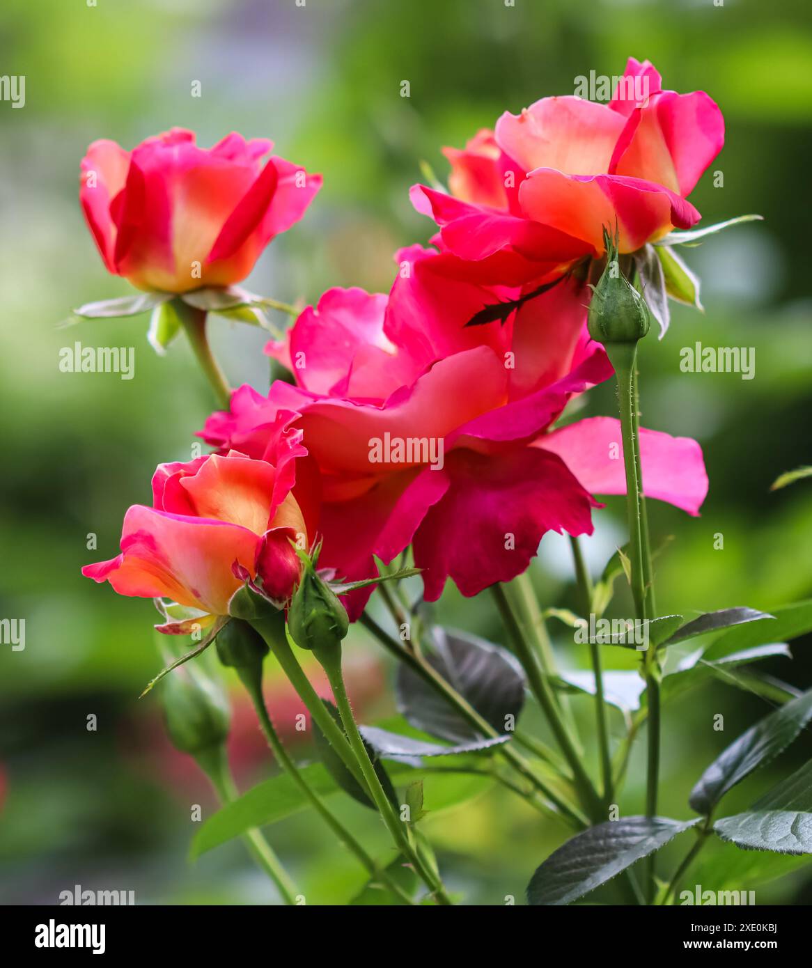 Beautiful sunny bright red orange hi-res stock photography and images ...