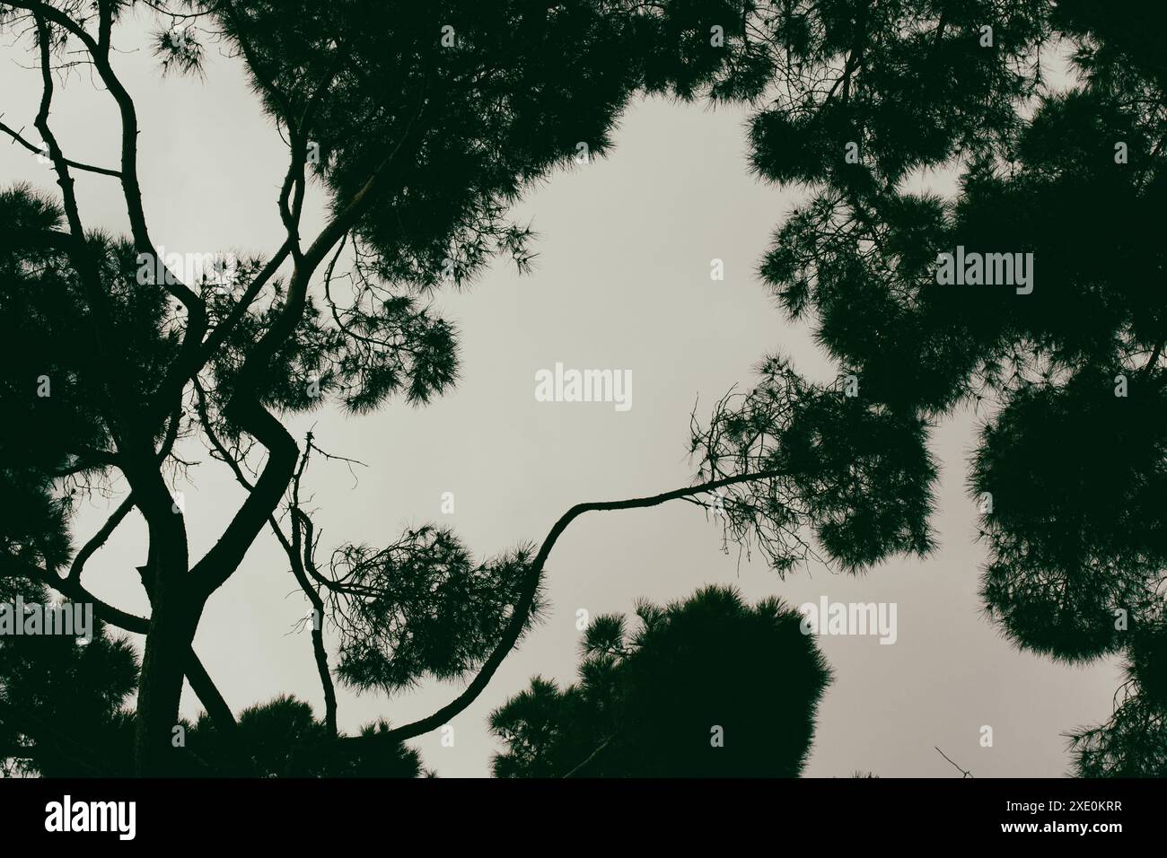 Silhouette branching tree against background hi-res stock photography ...