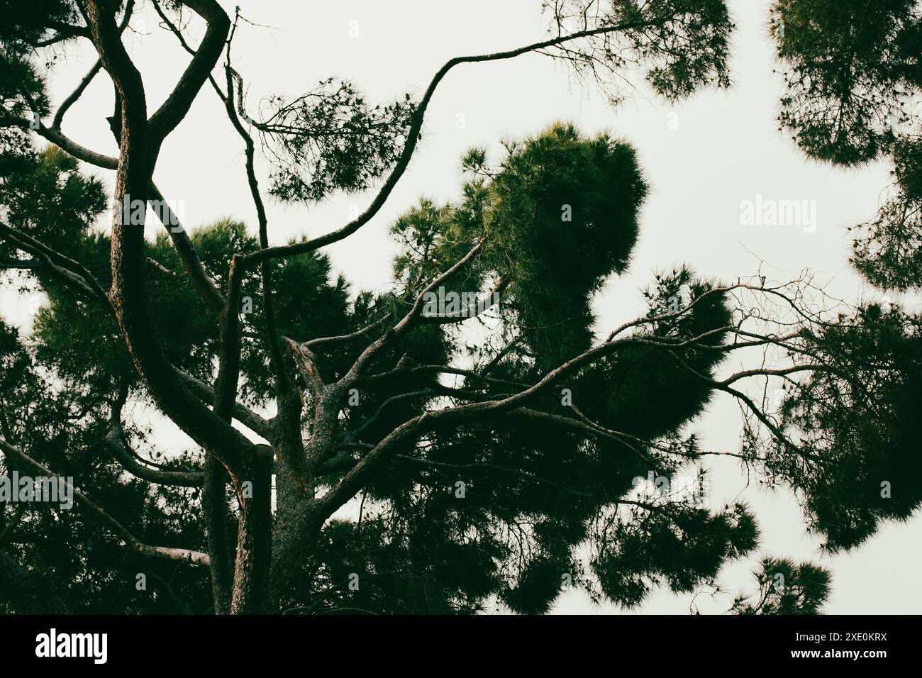 Silhouettes of branching coniferous trees against overcast dark grey ...