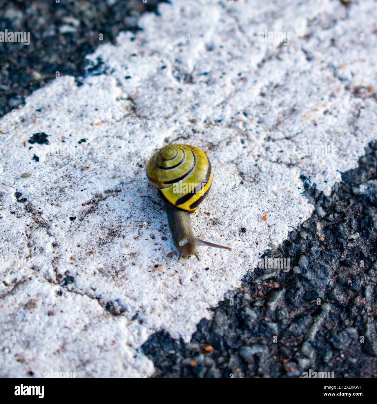 Racing snail hi-res stock photography and images - Alamy