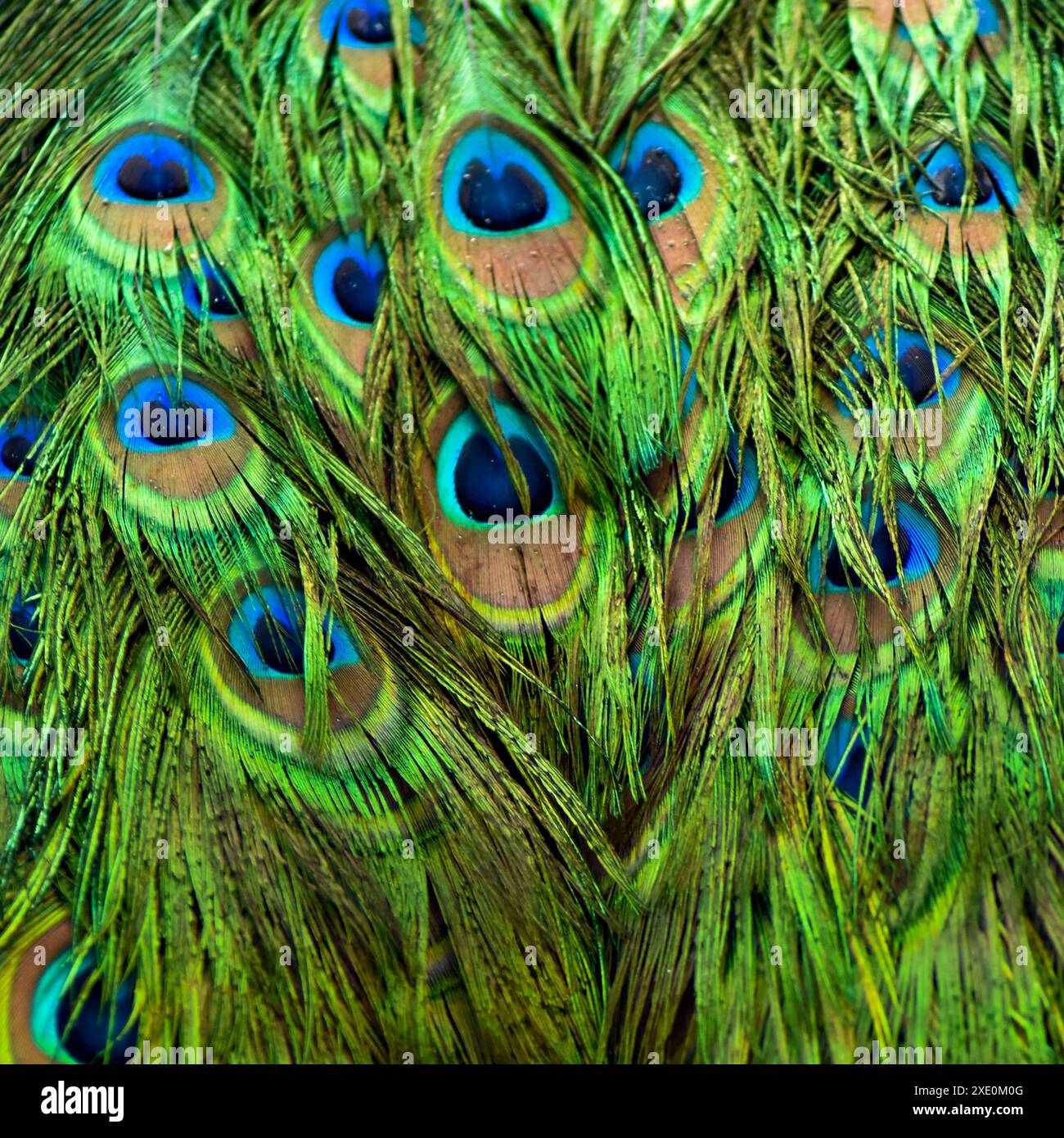 Green Peafow feathers Stock Photo - Alamy