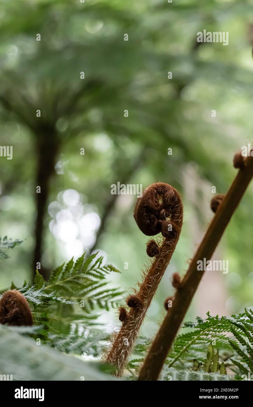 Wild growing fern in a forest botanical garden. Fern Koru. Natural ...