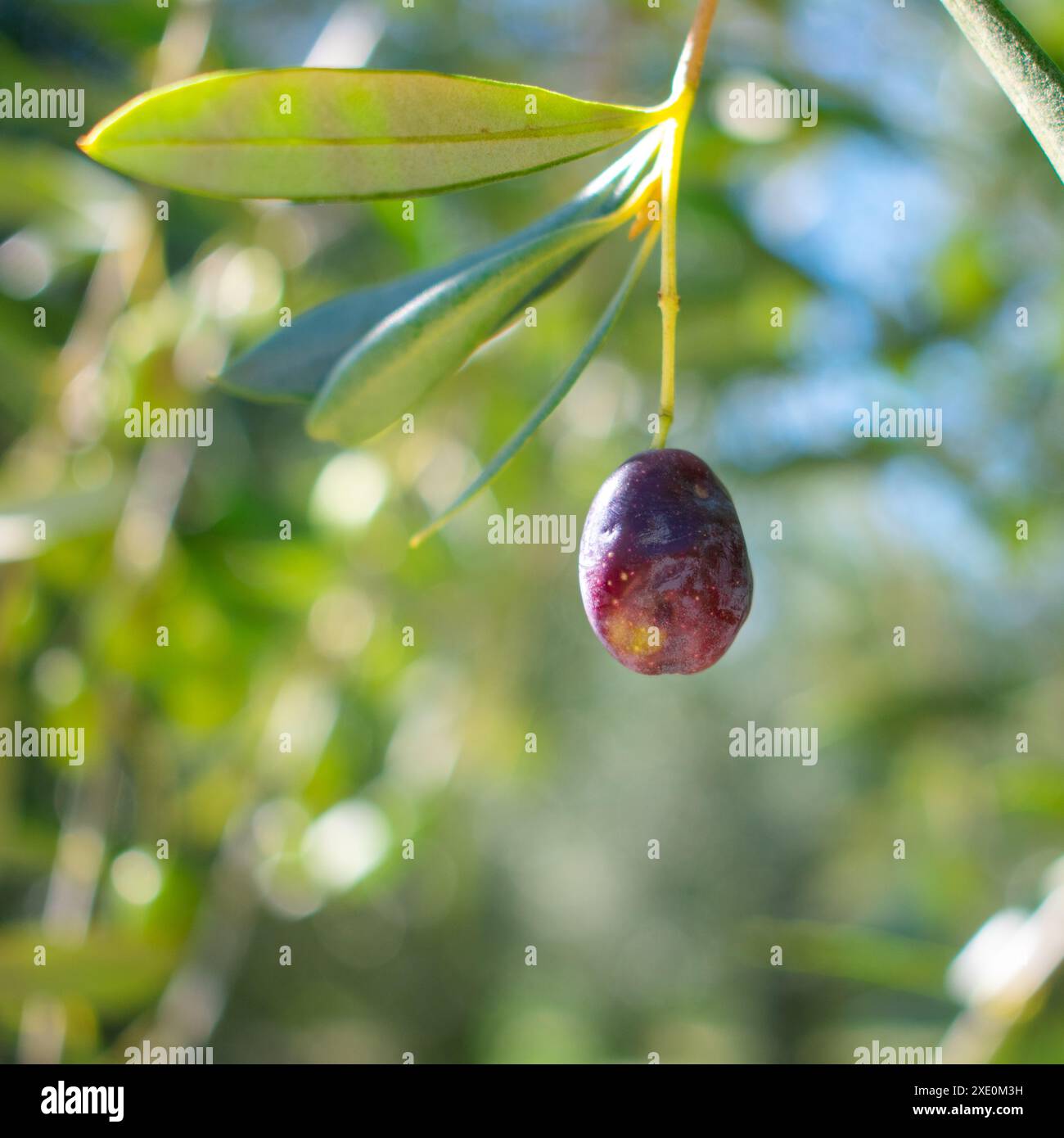 Olive olea europaea grove hi-res stock photography and images - Alamy