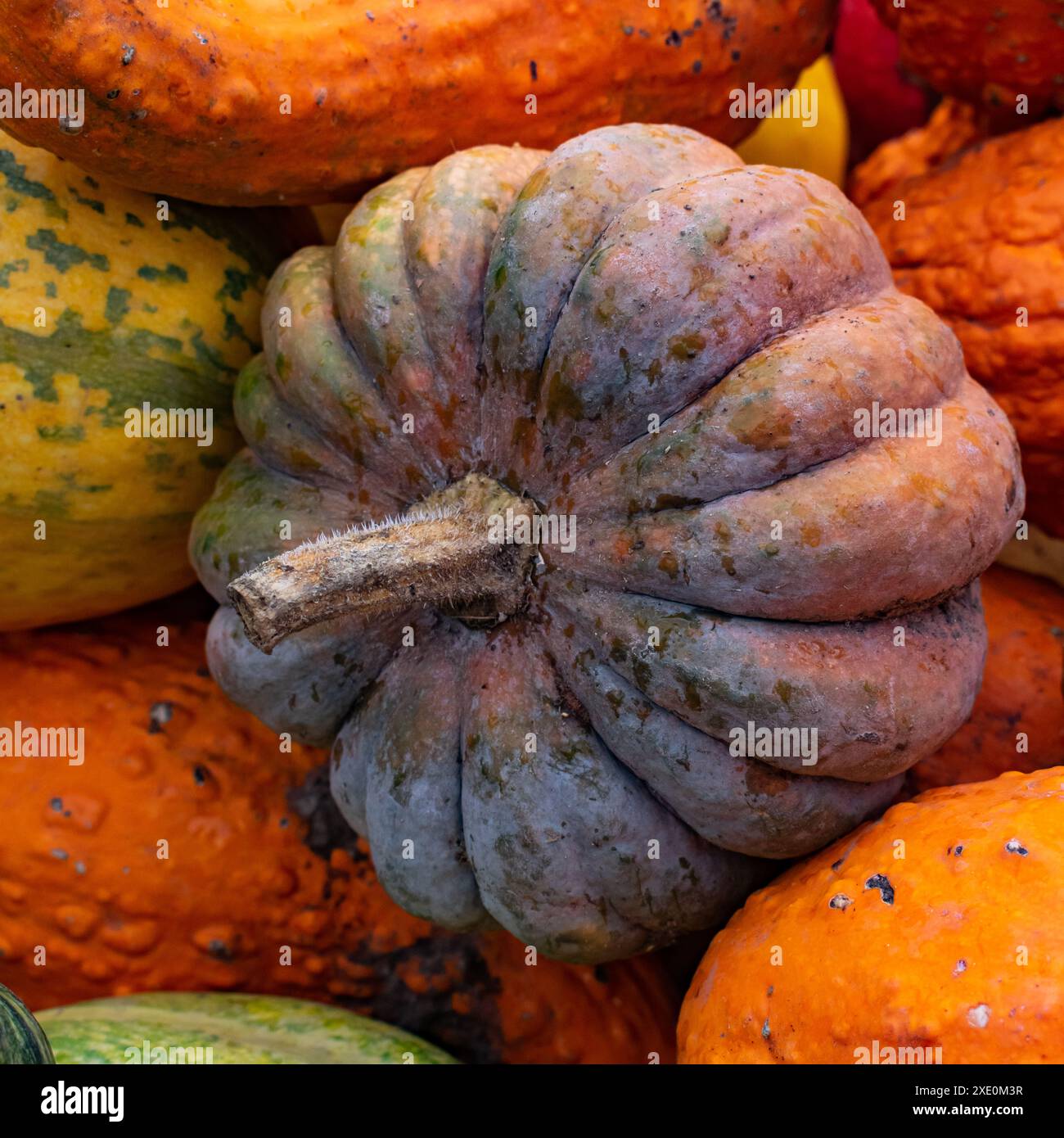 Colourful pumpkins hi-res stock photography and images - Alamy