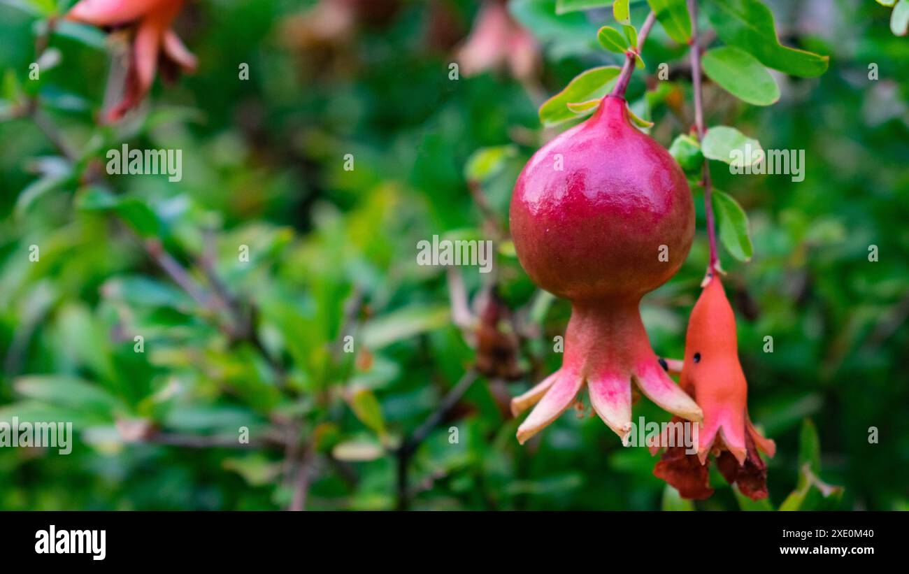Pomegranate granada fruit hi-res stock photography and images - Alamy