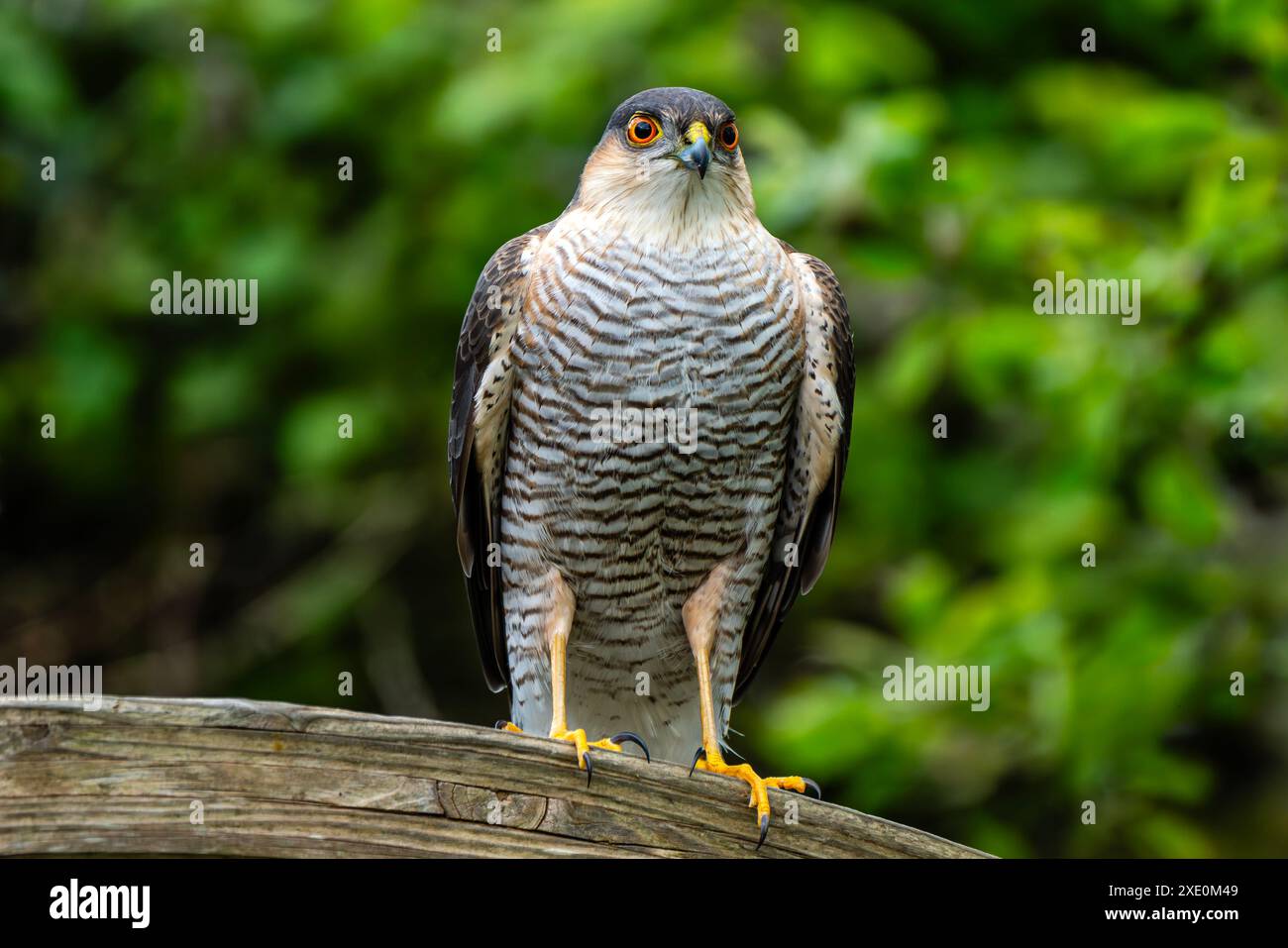 Sparrowhawk (Accipiter nisus) a small bird of prey which is a predatory ...