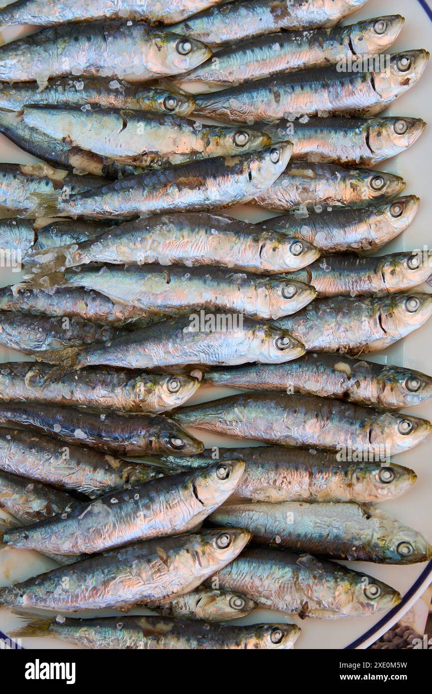 Group of fresh raw sardines on a white tray ready to cook Stock Photo ...