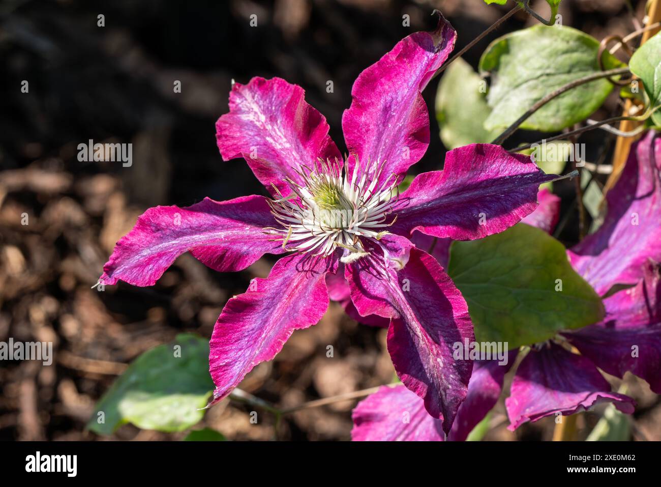 Clematis 'Rebecca' an early summer to early fall flowering shrub plant ...