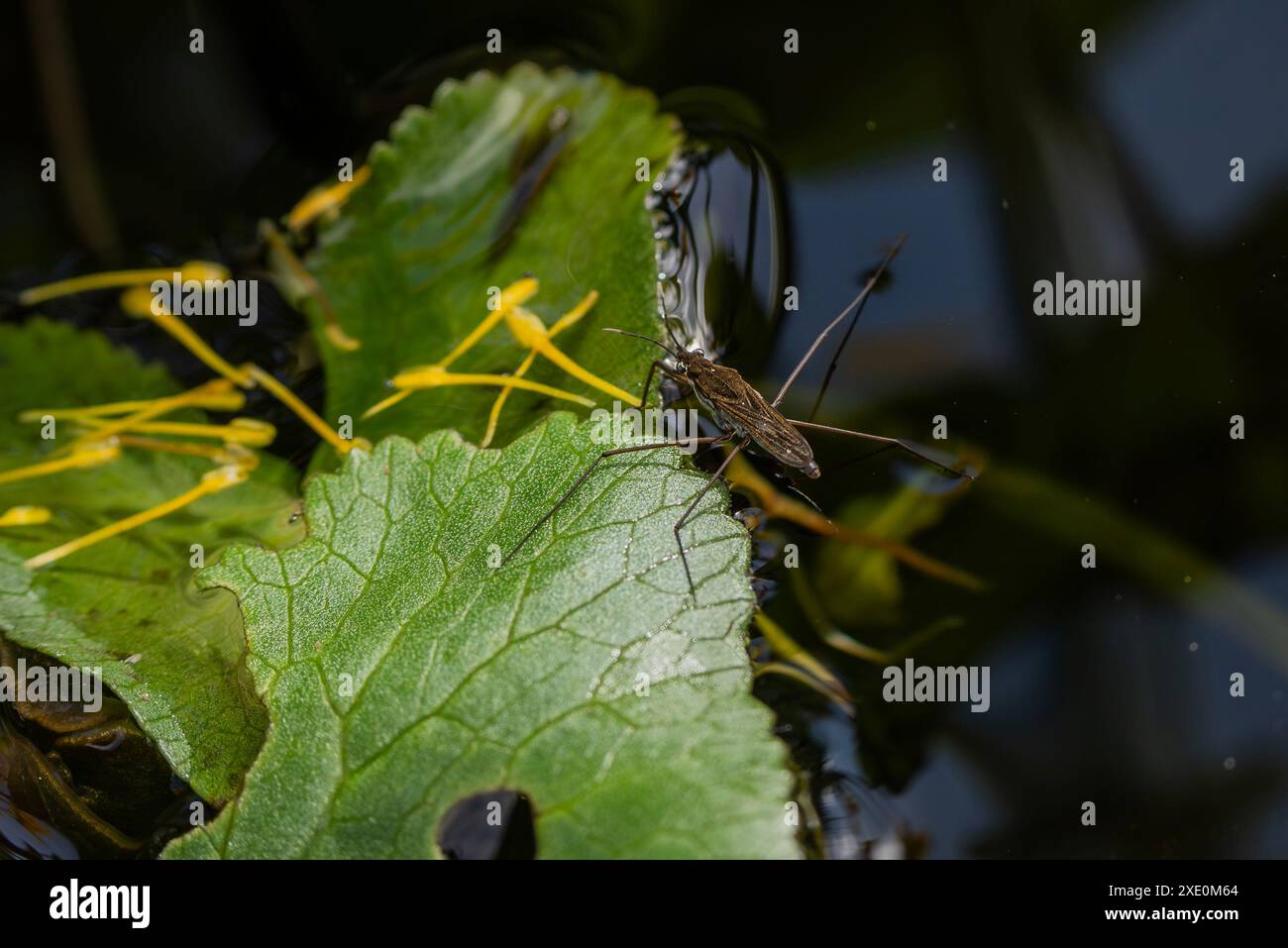 Dragonfly pond during spring hi-res stock photography and images - Alamy