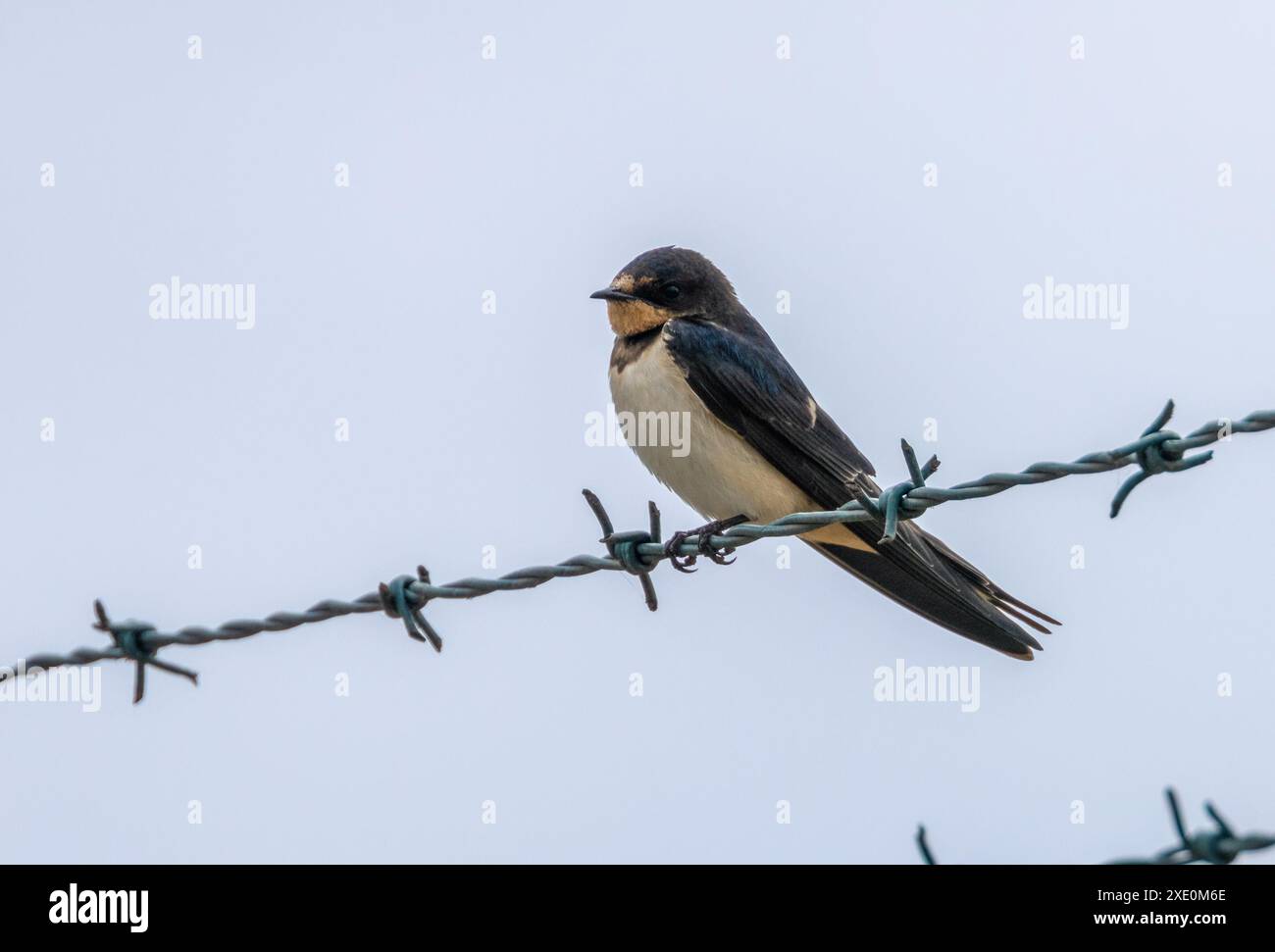 Single barn swallow on wire hi-res stock photography and images - Alamy