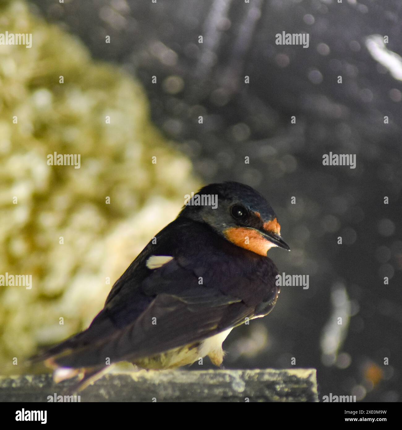 The swallow and the little birds hi-res stock photography and images ...