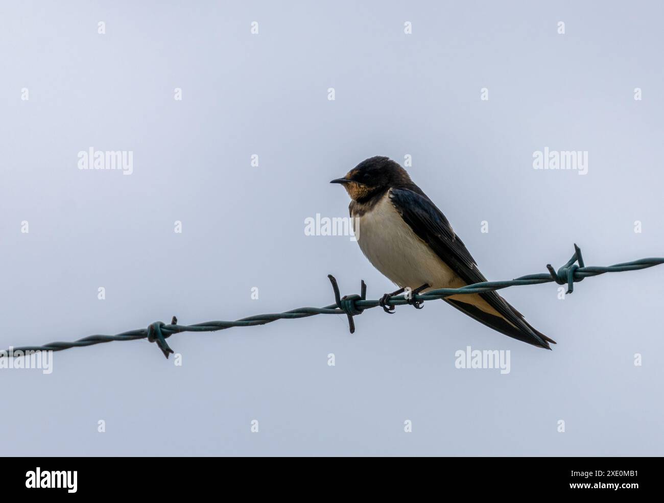 Single barn swallow on wire hi-res stock photography and images - Alamy