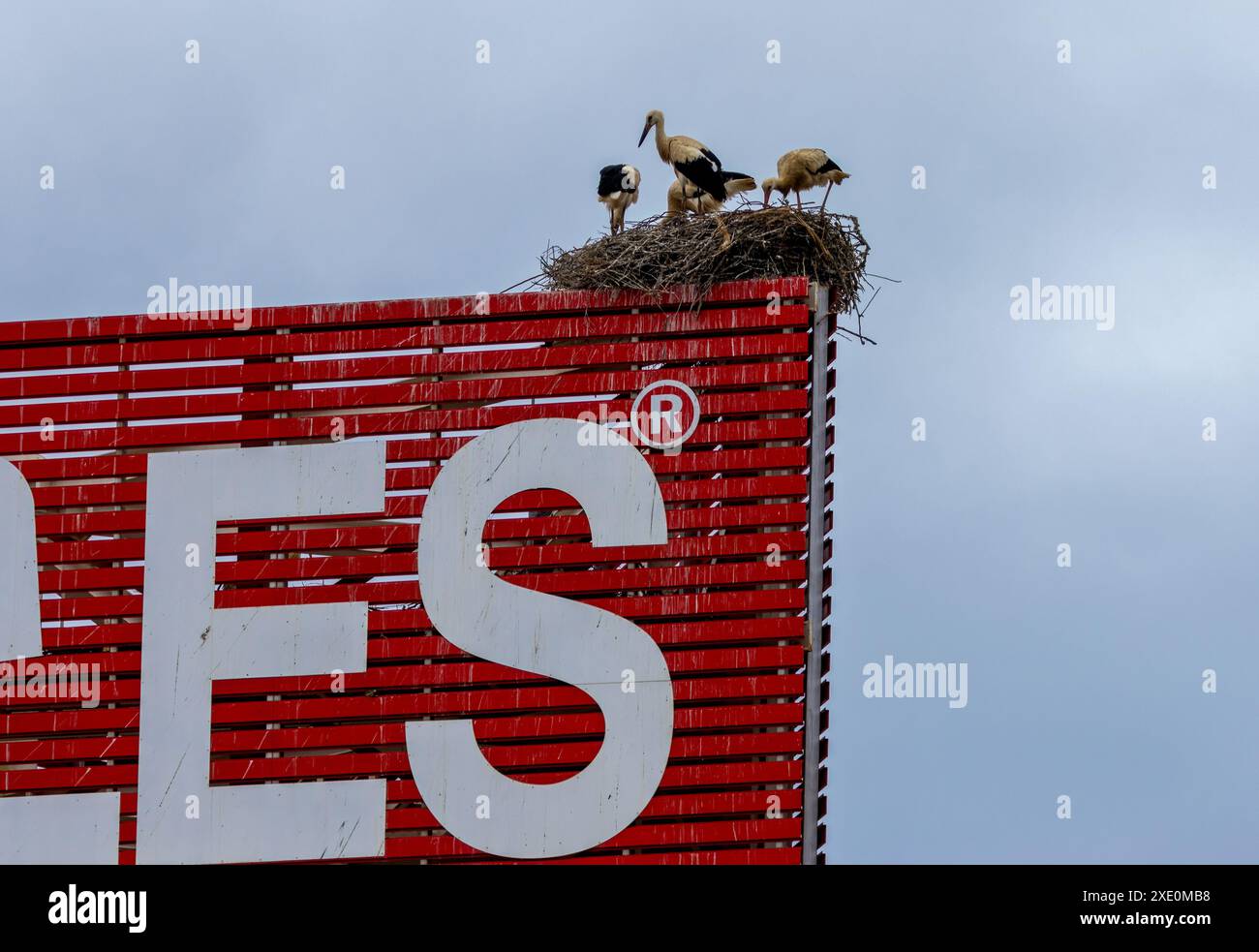 Family of white storks in high up nests in Portugal Stock Photo - Alamy