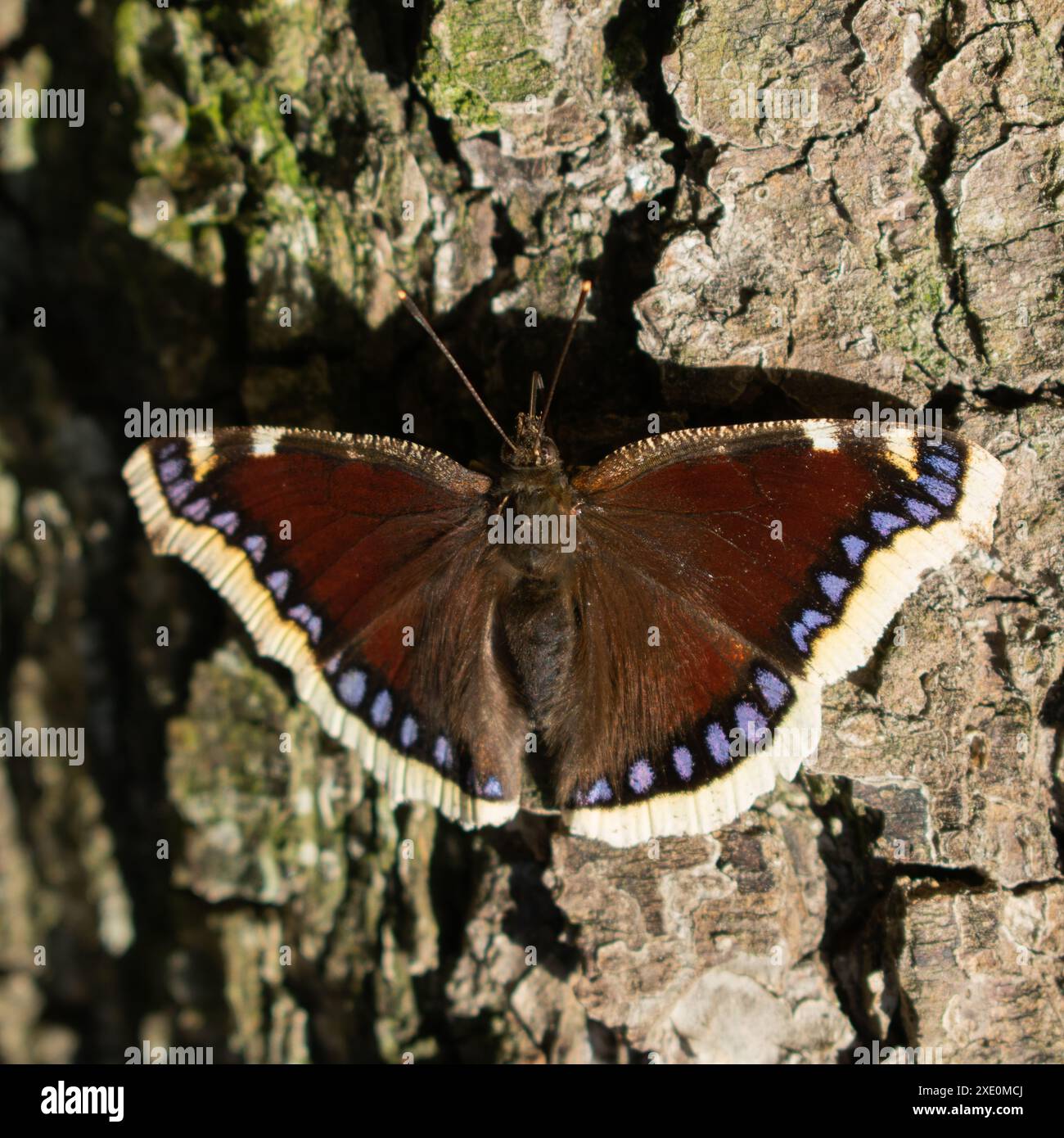 Mourning cloak butterfly caterpillar hi-res stock photography and ...