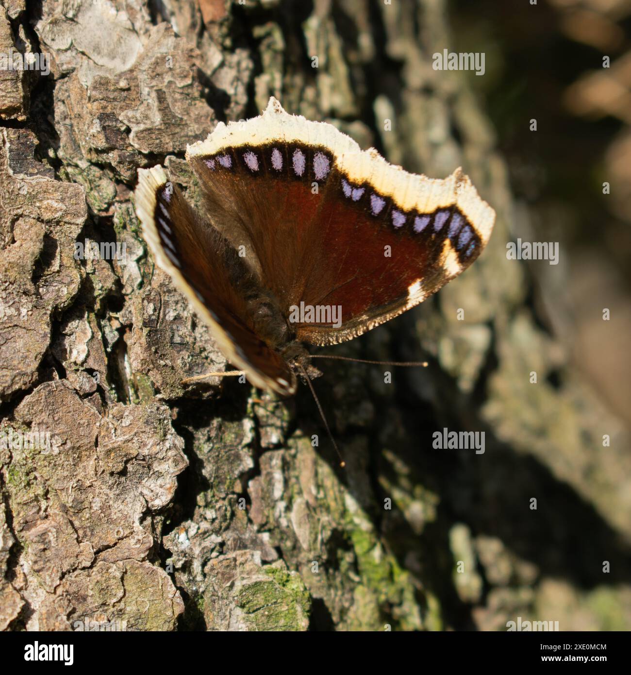 Mourning cloak in the sun Stock Photo - Alamy