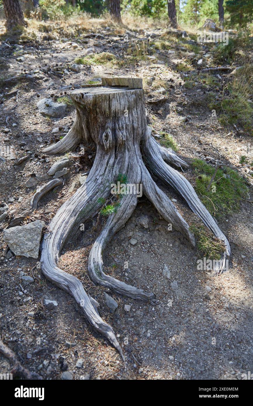 Tree trunk cut with with a curious shape in a forest in the Guadarrama ...