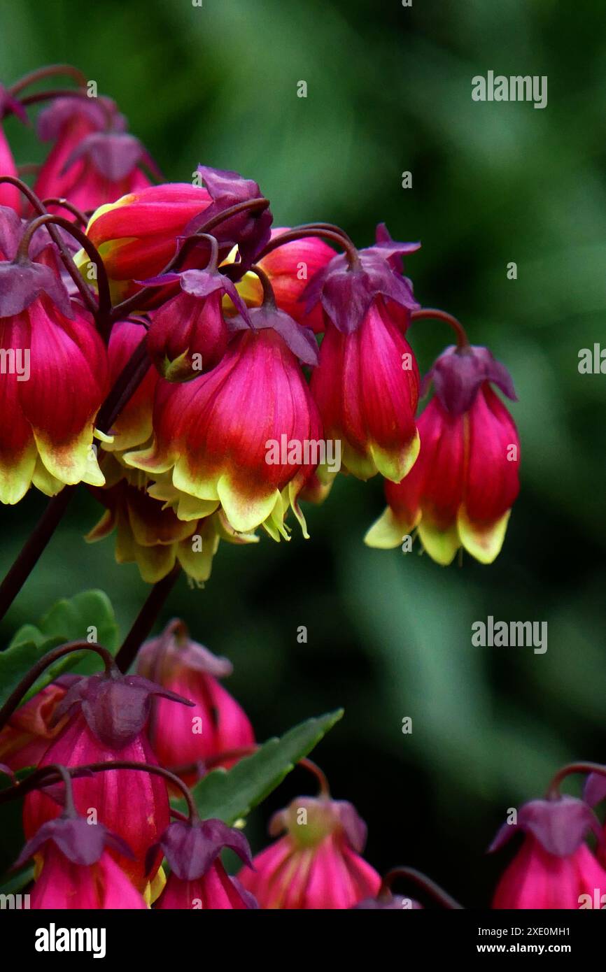 Flammende ka thchen hi-res stock photography and images - Alamy