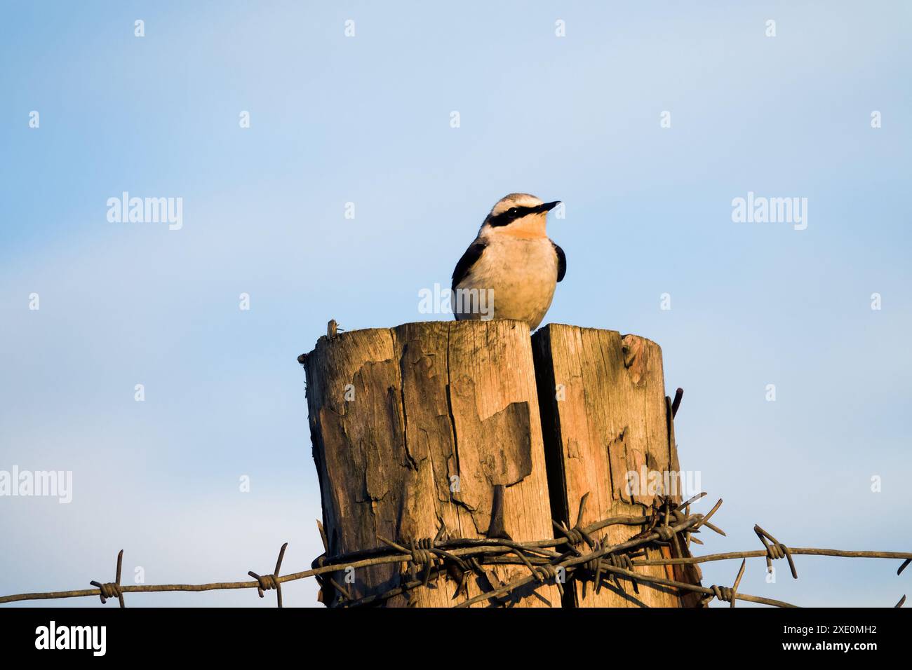 Wheatear behavior hi-res stock photography and images - Alamy