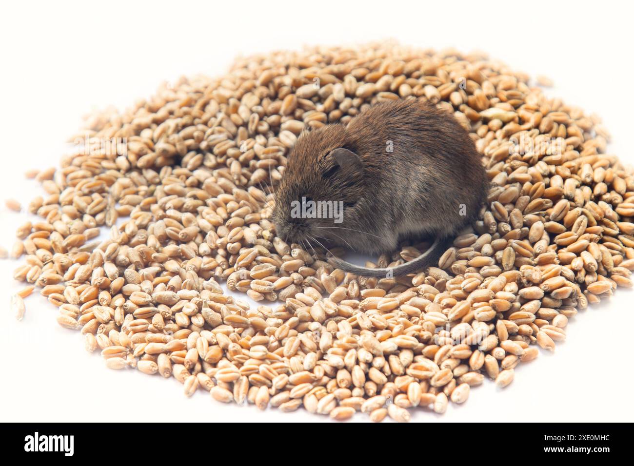 Mice are malicious pests of agriculture Stock Photo - Alamy