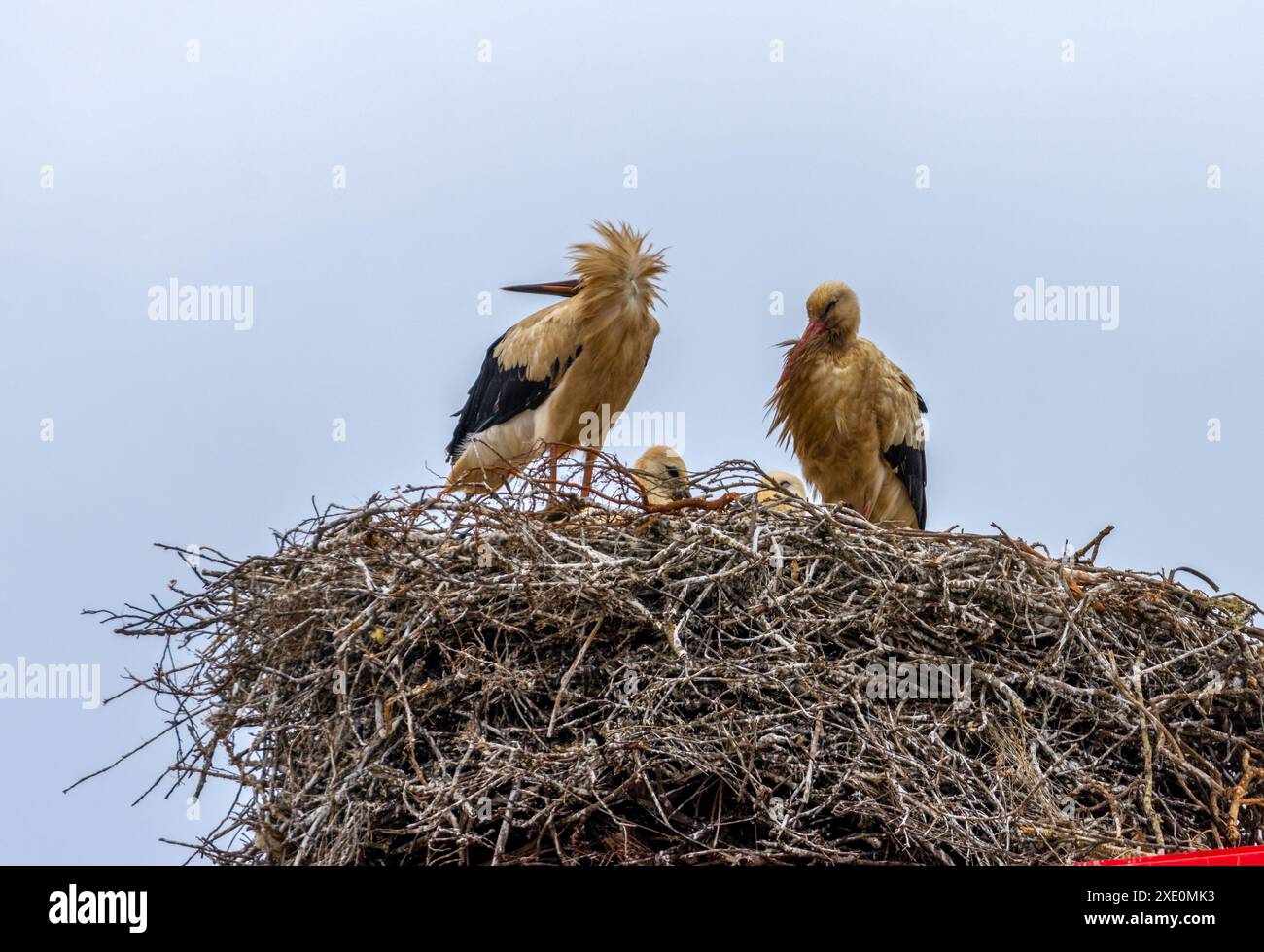Family of white storks in high up nests in Portugal Stock Photo - Alamy