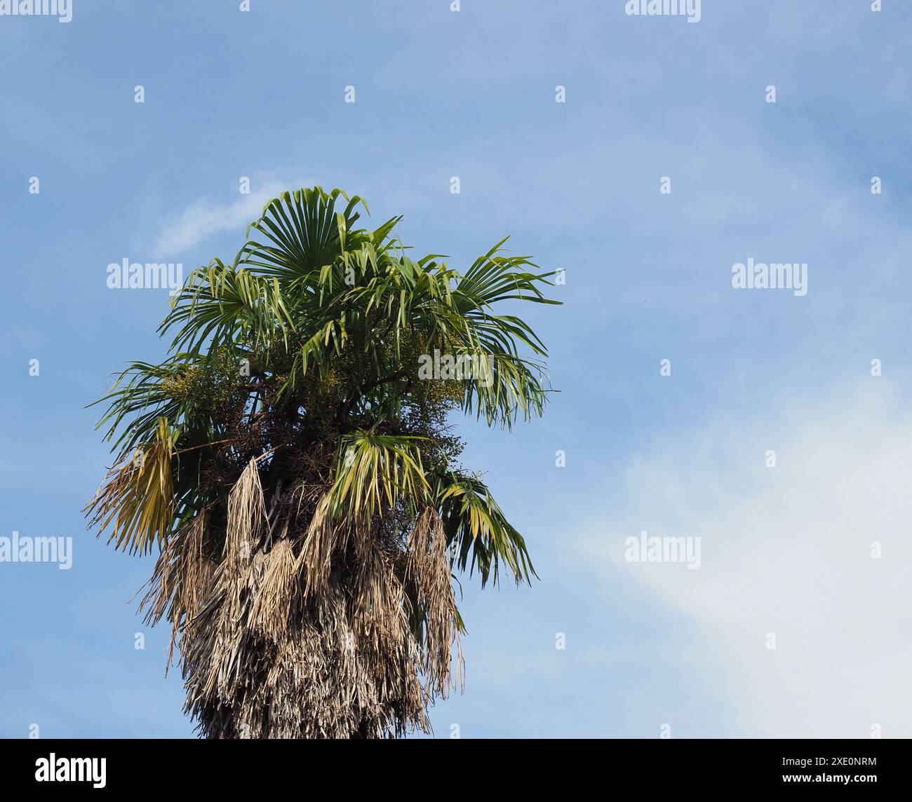 palm tree scientific classification Arecaceae over blue sky with copy ...