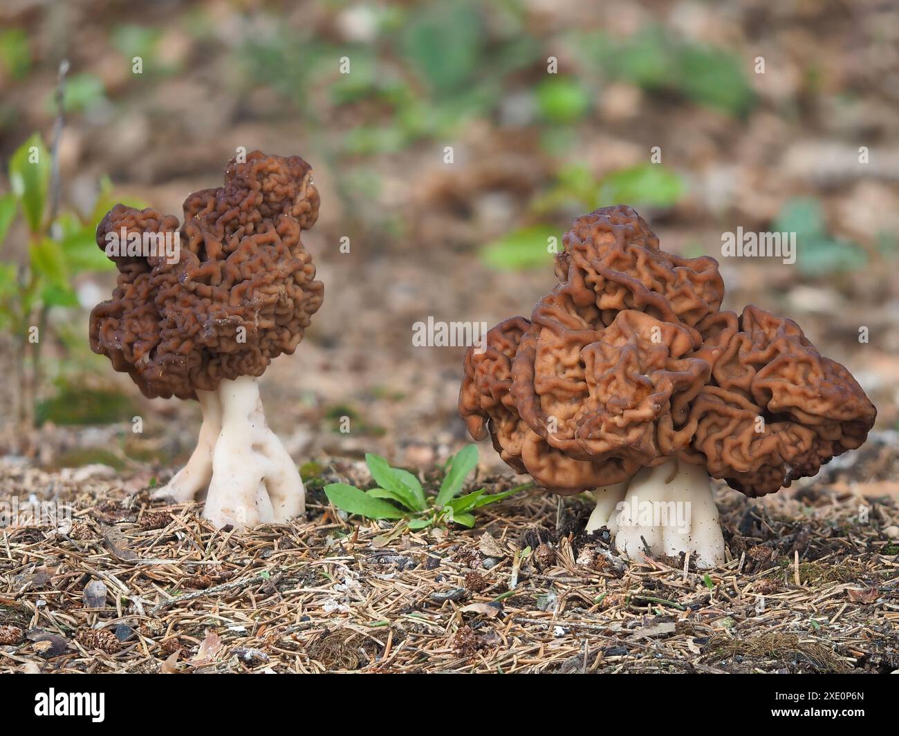 False Morel, Gyromitra esculenta Stock Photo - Alamy