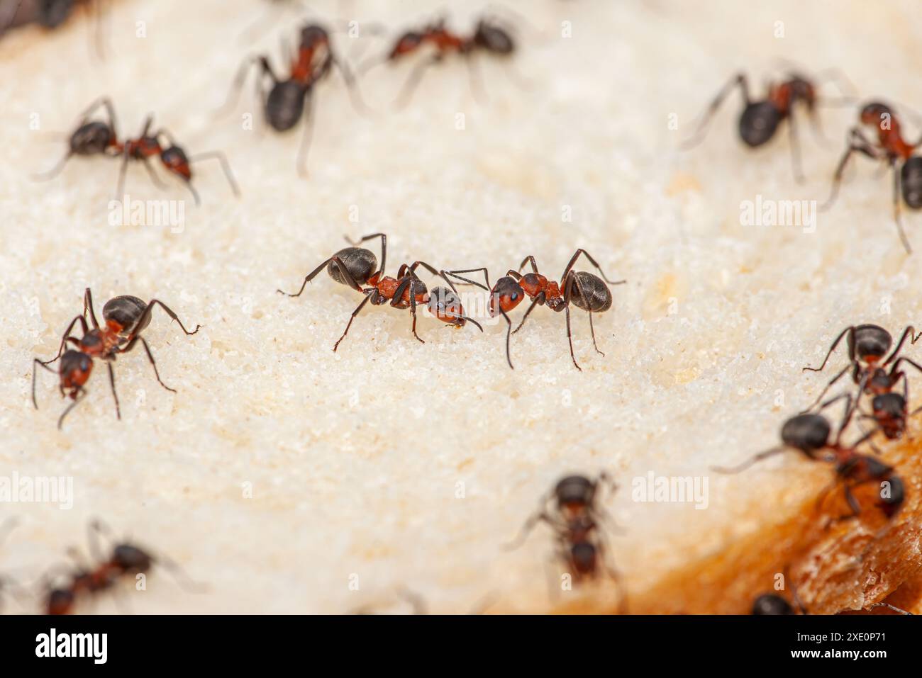 Macro picture with a lot of ants that are located on a slice of bread ...