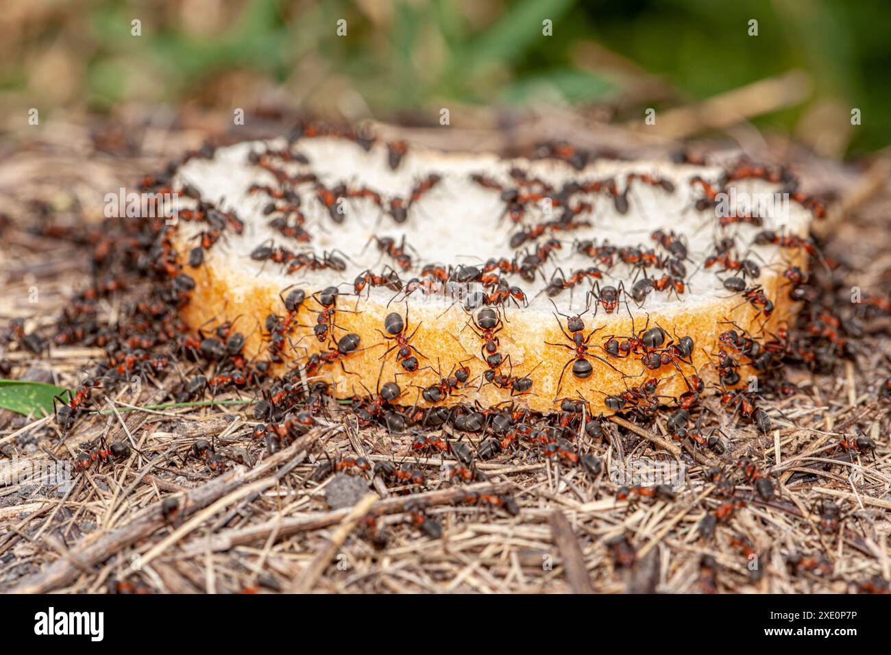The bread crisis. Picture of a colony of ants that have 1 slice of ...