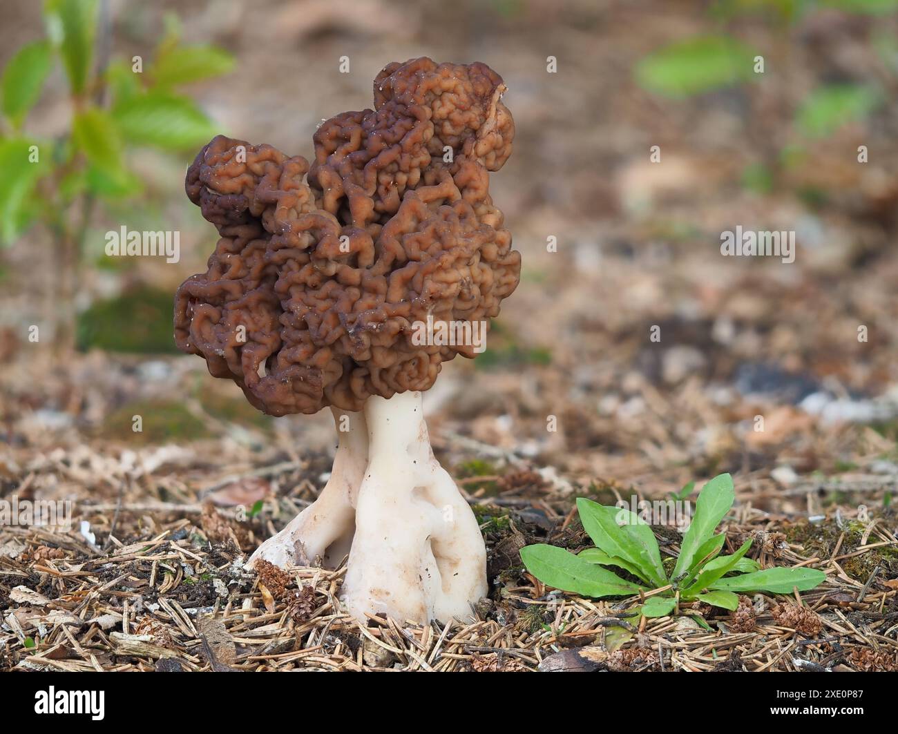 Poisonous lookalikes hi-res stock photography and images - Alamy