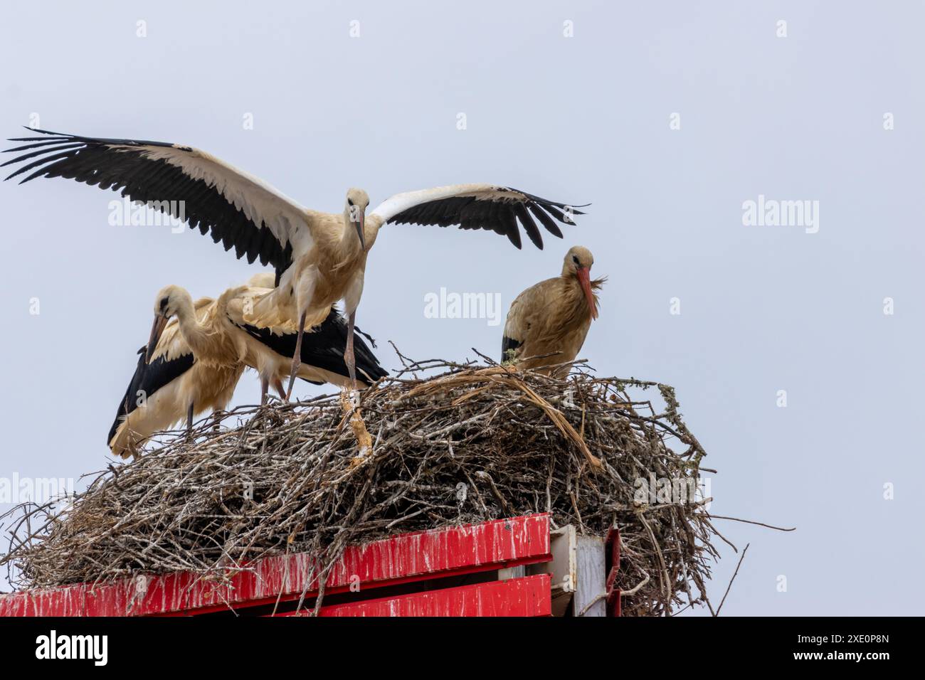 Family of white storks in high up nests in Portugal Stock Photo - Alamy