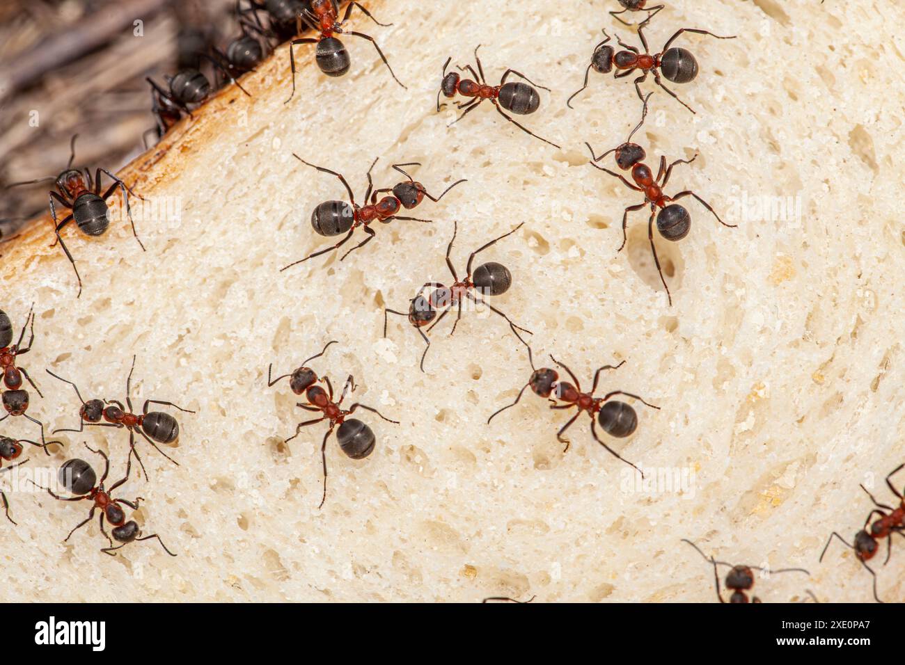 The macro picture shows a slice of bread with many ants on it, the ants ...