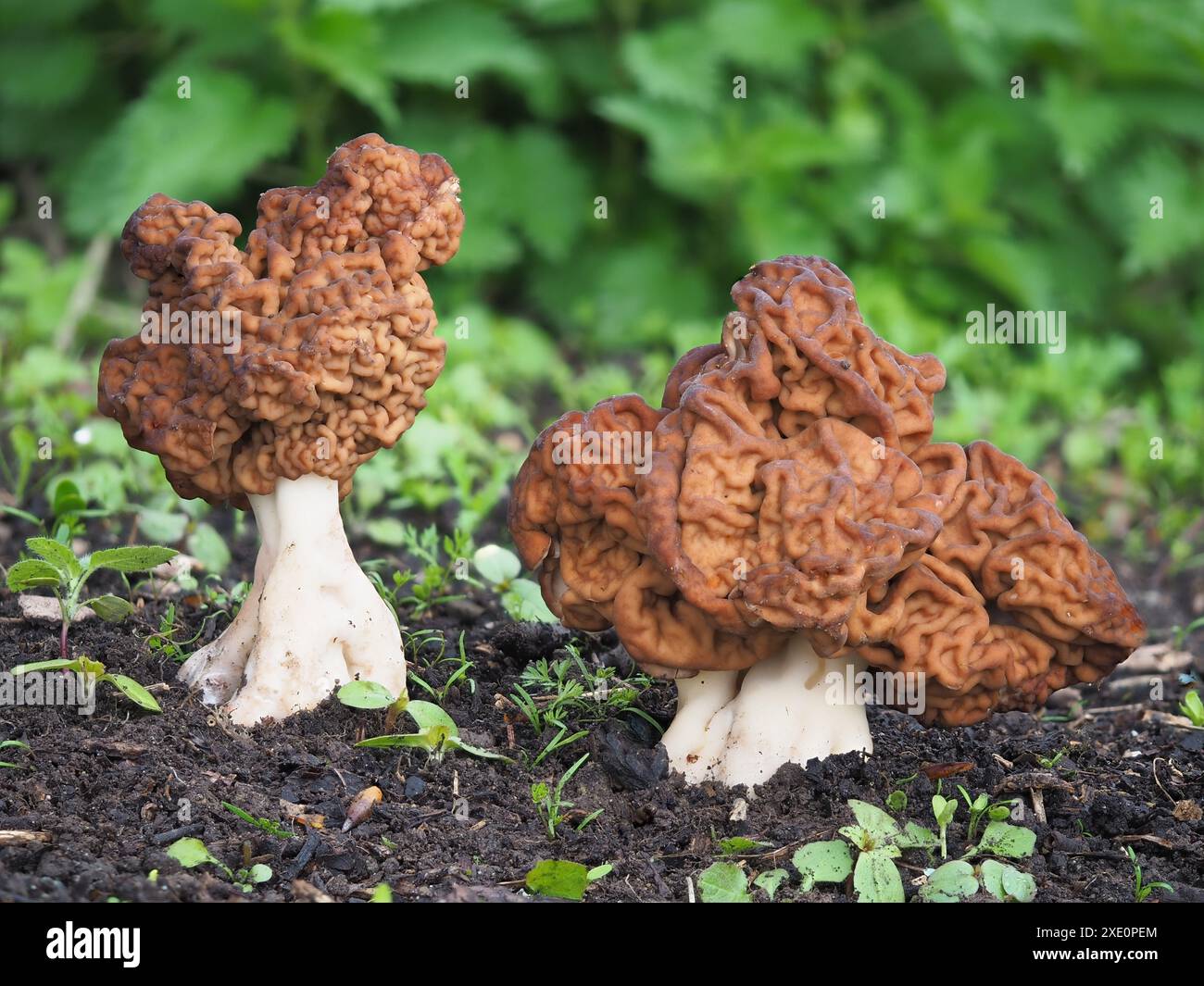 False folds hi-res stock photography and images - Alamy