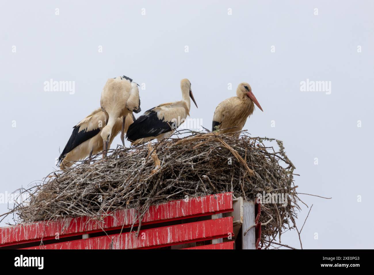 Storks portugal hi-res stock photography and images - Alamy