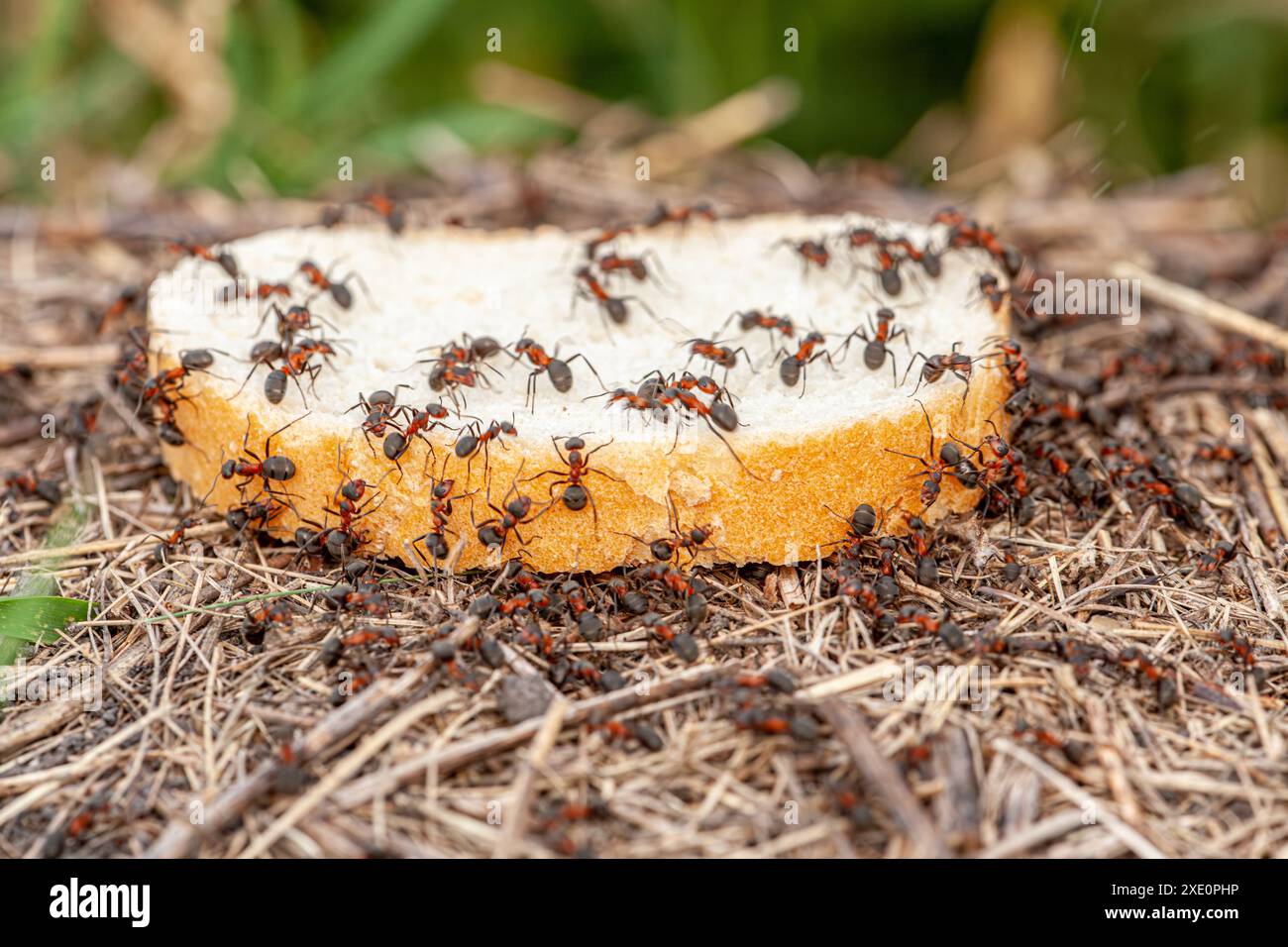 The bread crisis. Picture of a colony of ants that have 1 slice of ...