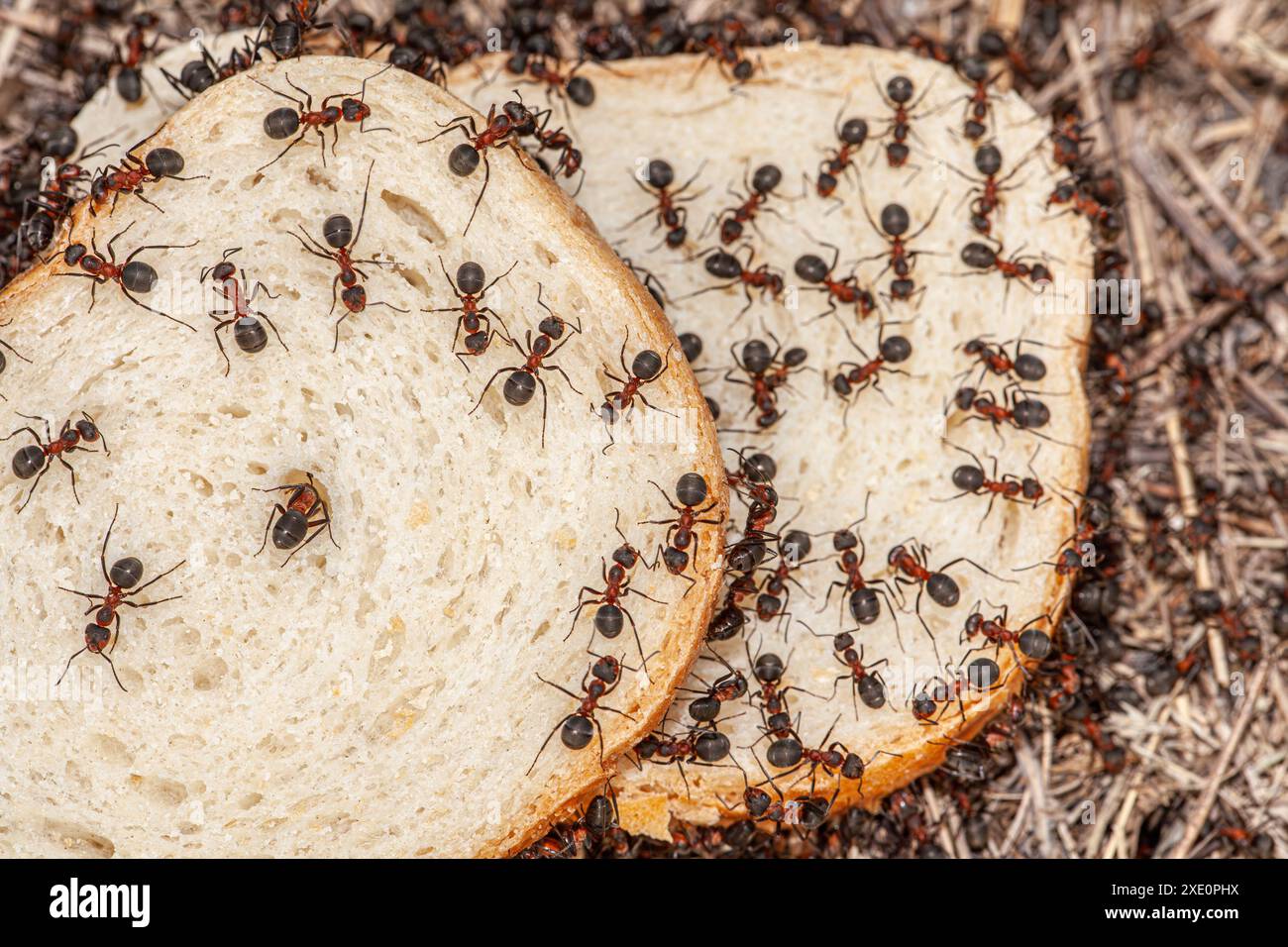 Macro picture with a lot of ants that are located on a slice of bread ...
