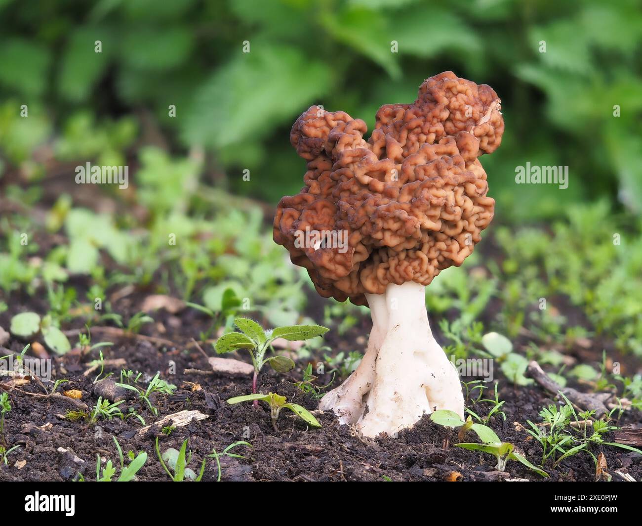 Gyromitra esculenta hi-res stock photography and images - Alamy