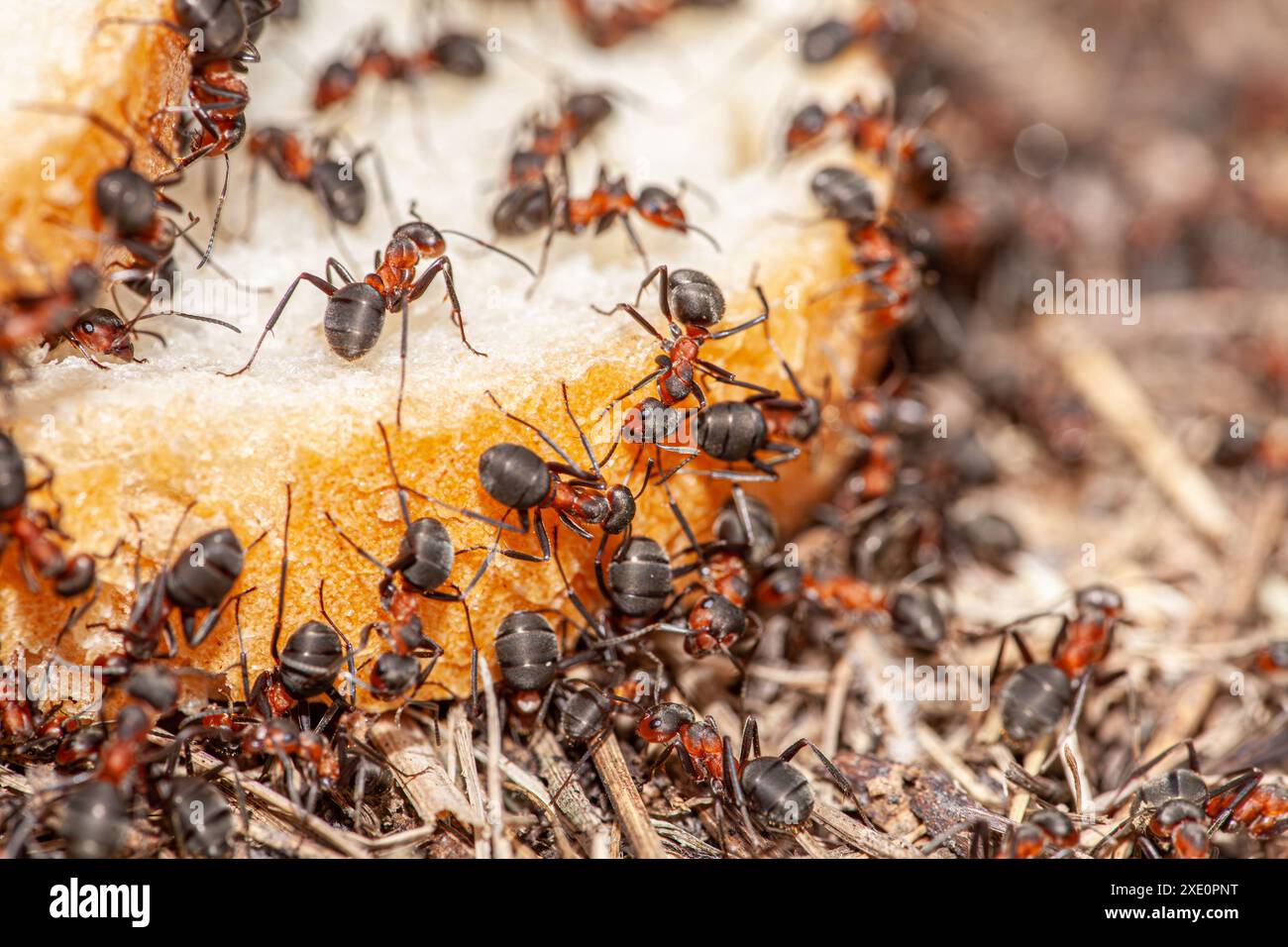 Macro picture with a lot of ants that are located on a slice of bread ...