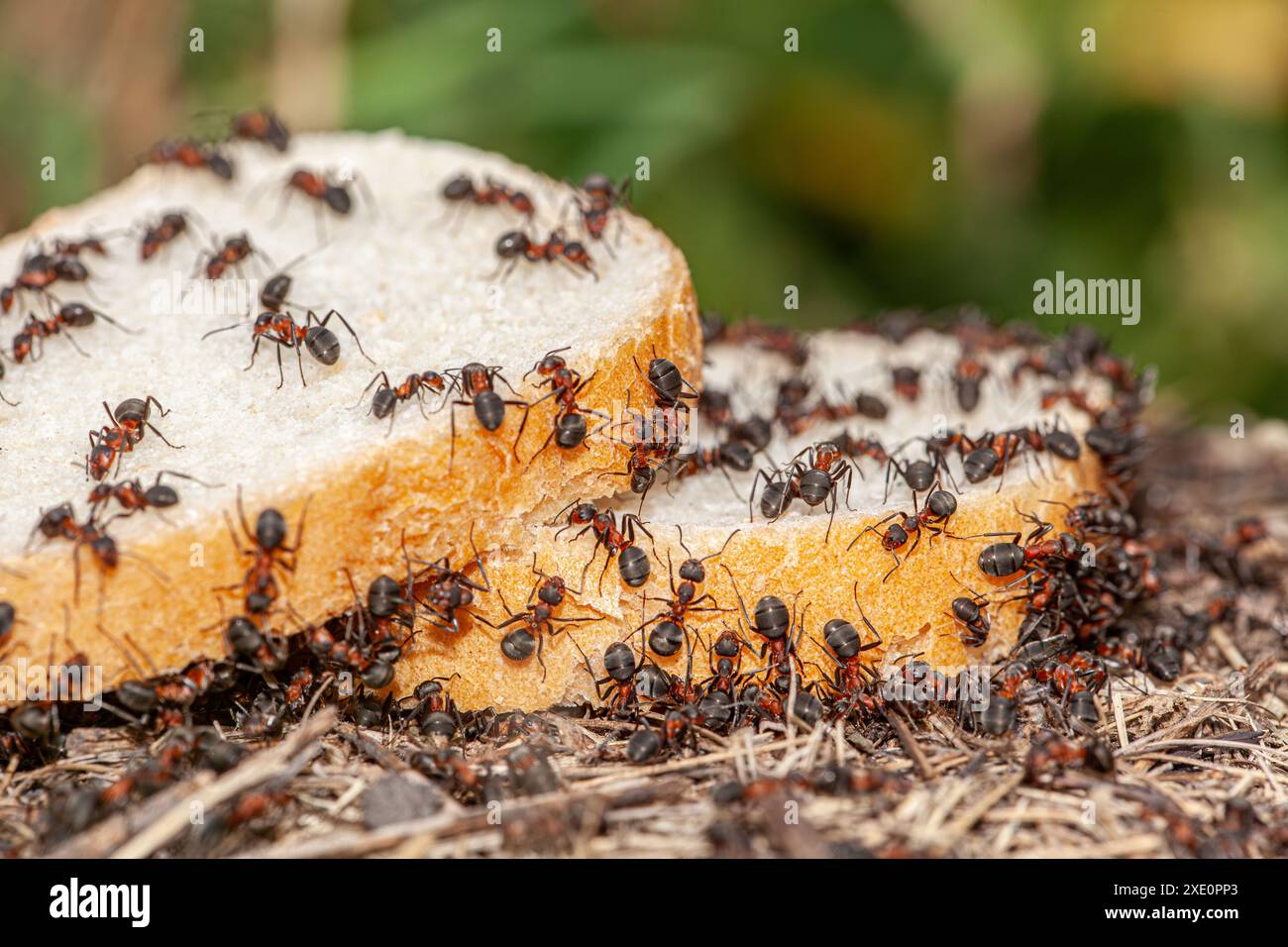 The Macro Picture Shows A Slice Of Bread With Many Ants On It The Ants The Macro Picture Shows A Slice Of Bread With Many Ants On It The Ants