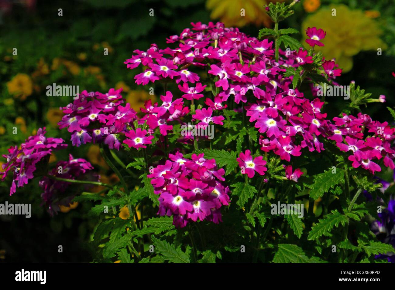 Verbena officinalis blue hi-res stock photography and images - Alamy