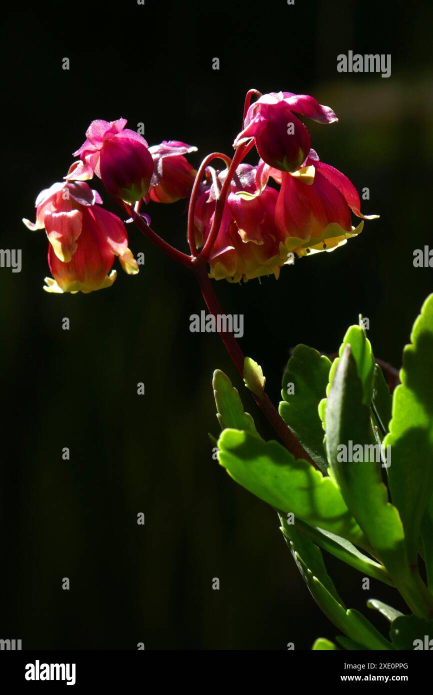 Flammende ka thchen hi-res stock photography and images - Alamy