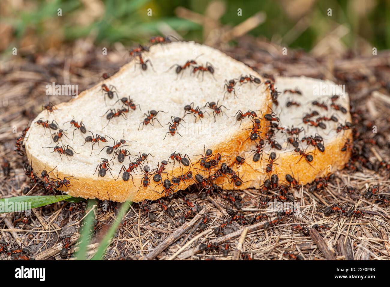 The macro picture on a background of a colony of large and red ants ...
