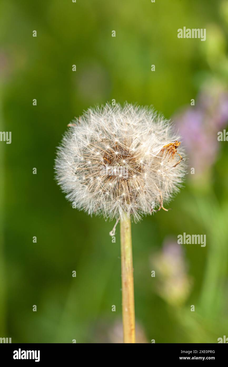Dandelion seeds blowing in the wind across a summer field background ...